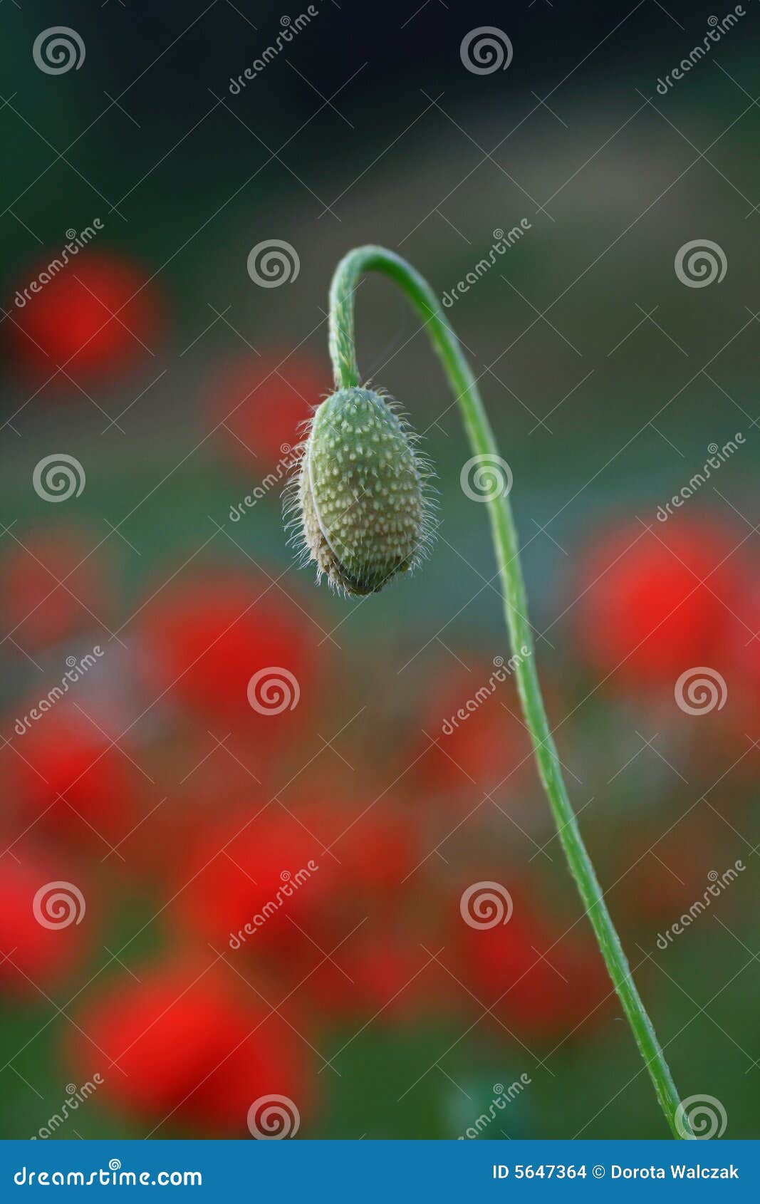 Small red weed stock photo. Image of landscape, grass - 5647364