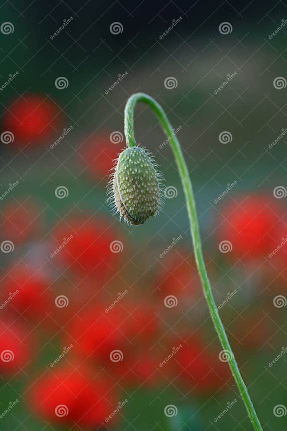 Small red weed stock photo. Image of landscape, grass - 5647364