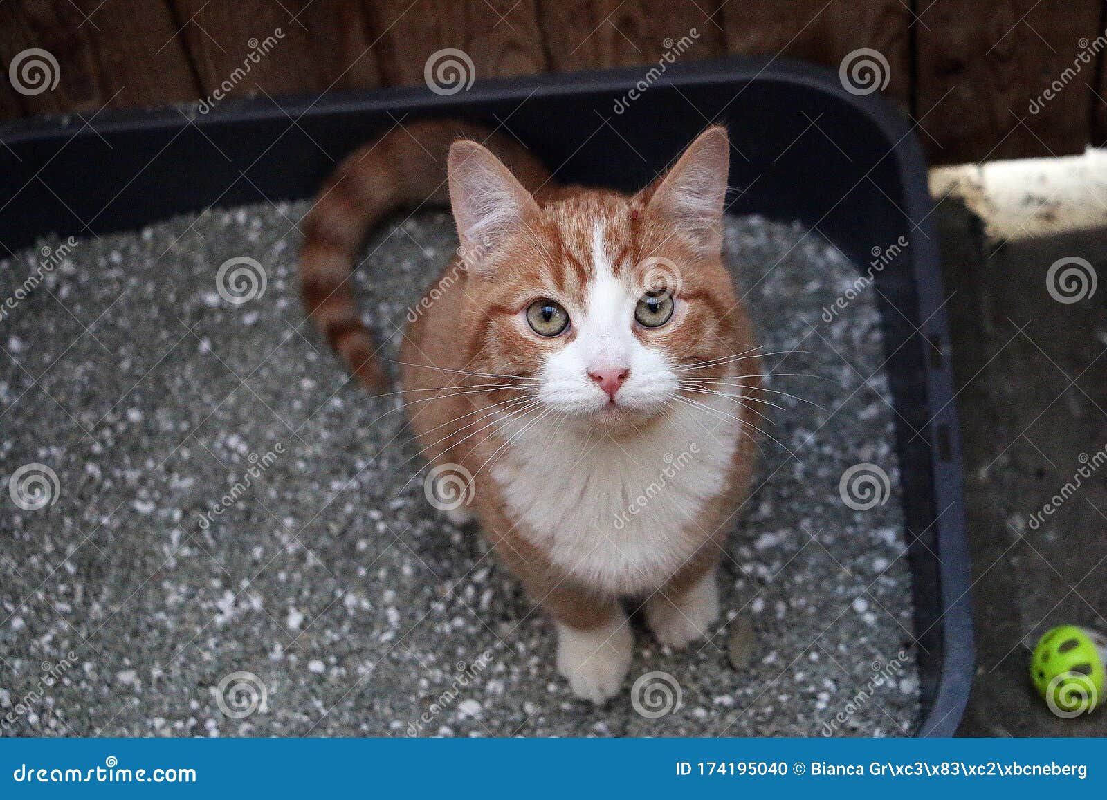 Small Red White Kitten is Sitting in the Litter Box and Looking Up To ...