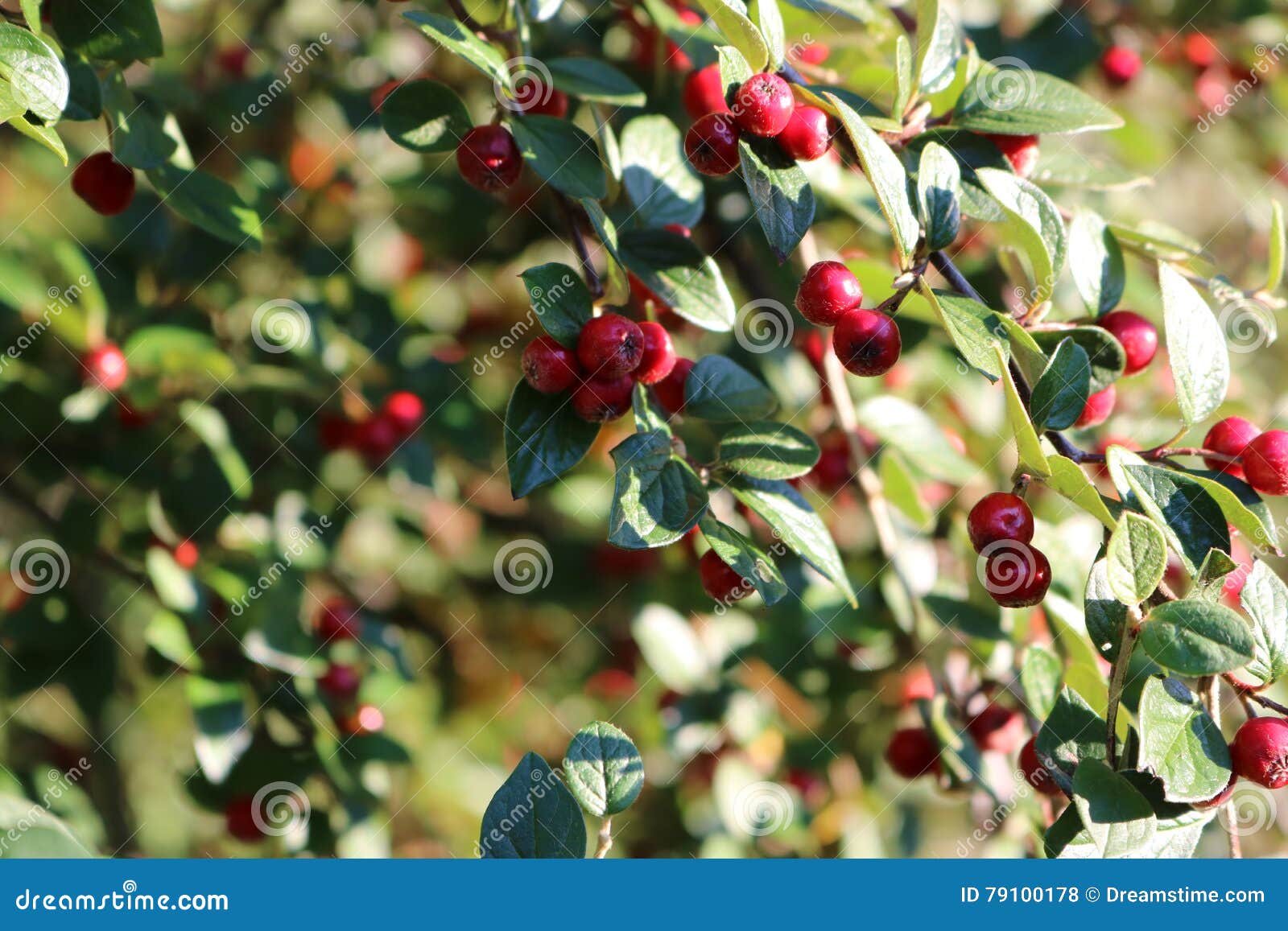 Small red wild berries stock photo. Image of green, nature - 79100178