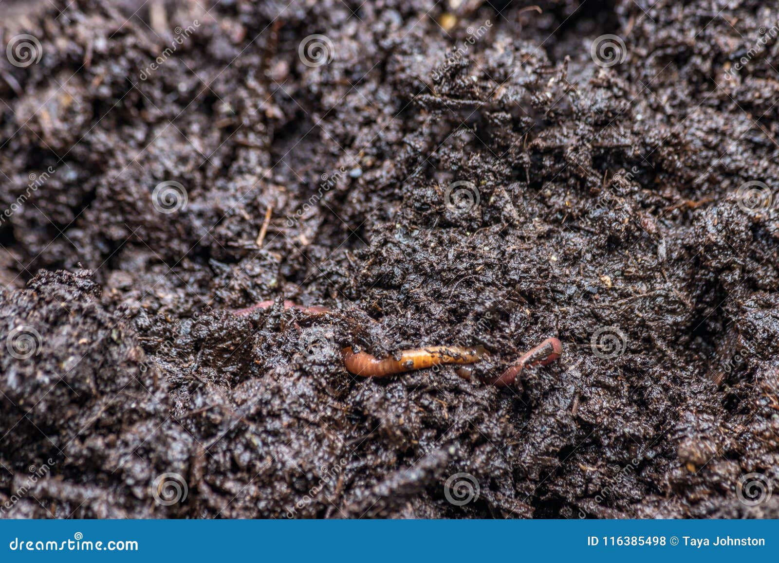 Red Worm on Dark Earth Pile Stock Photo - Image of biology, fishing ...