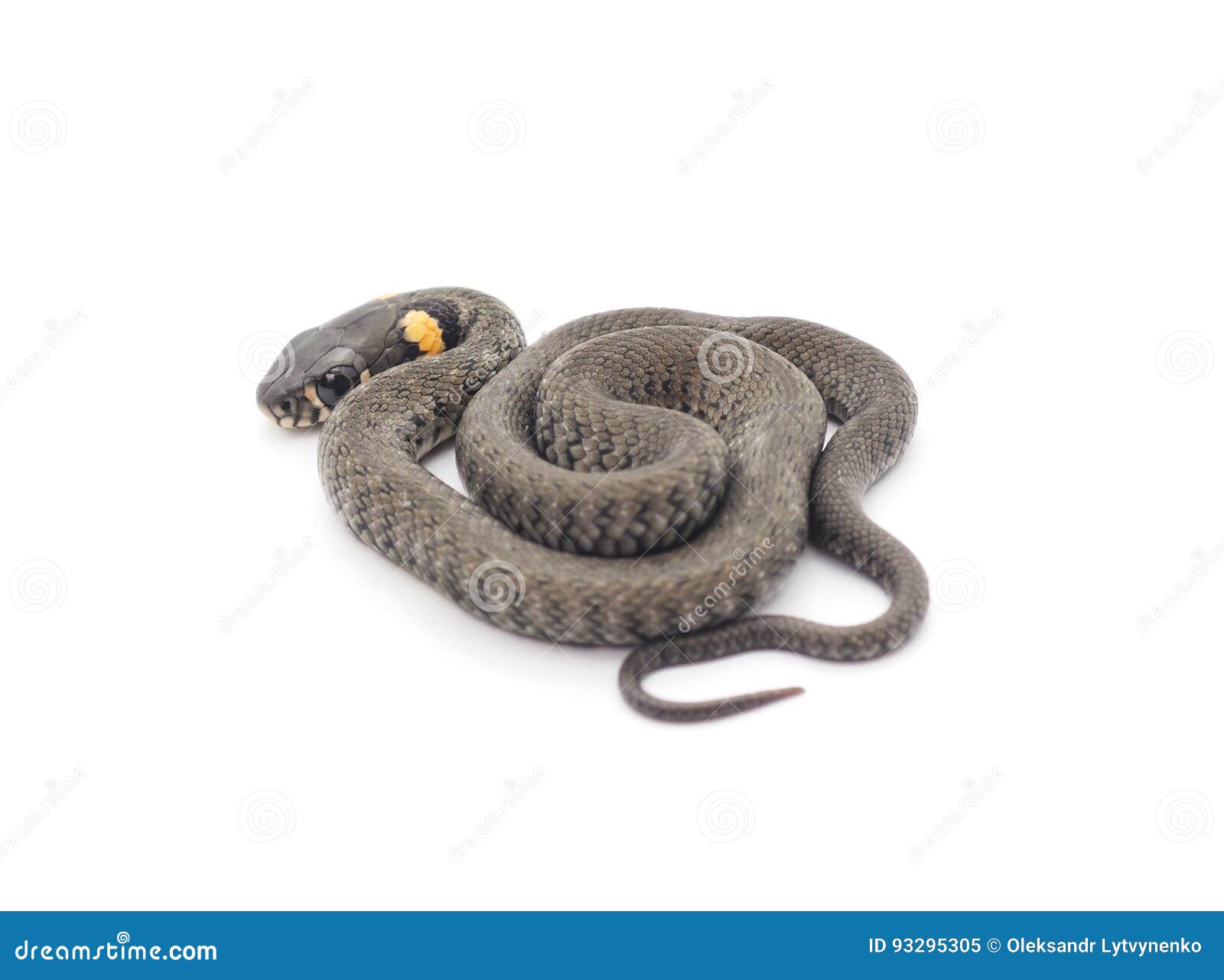 Small reptile. stock image. Image of vertebrate, wildlife - 93295305