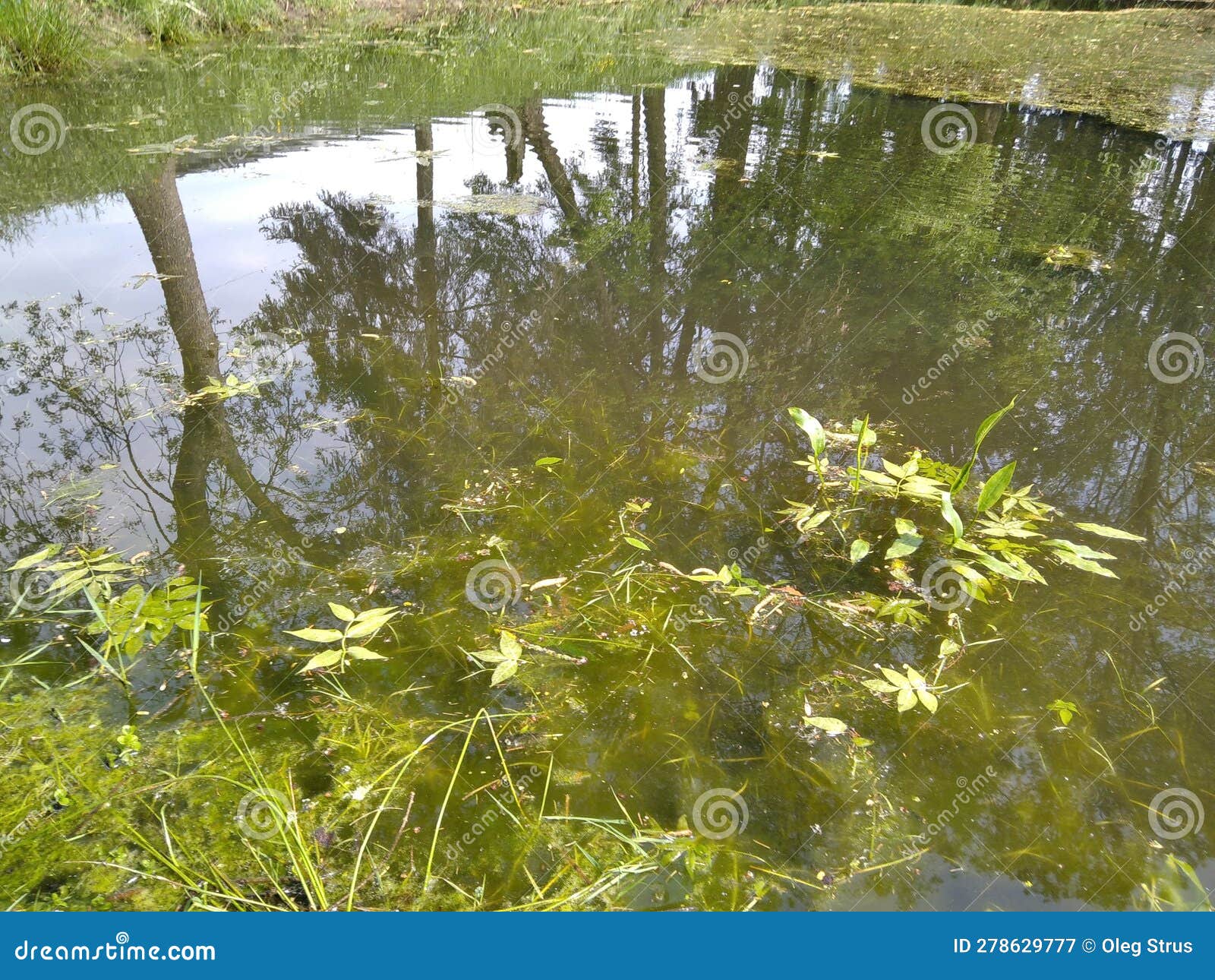 A Small Reservoir, the Bottom of Which is Covered with Various Visible ...