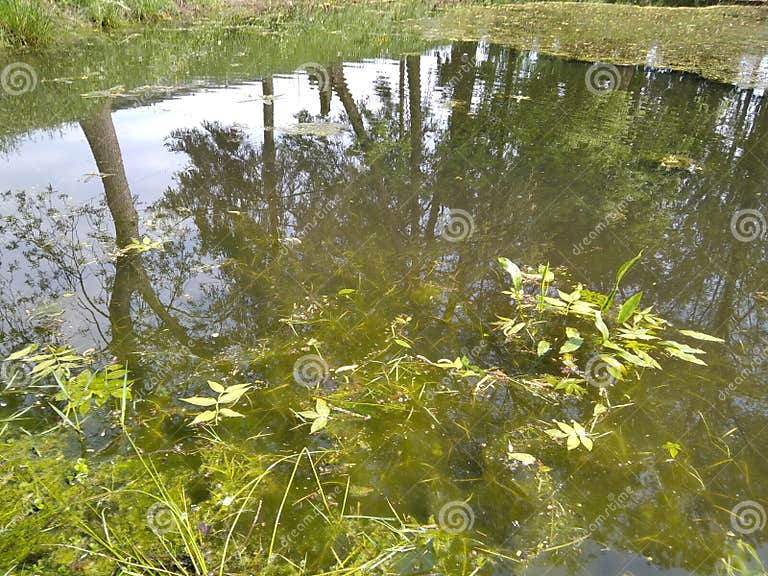 A Small Reservoir, the Bottom of Which is Covered with Various Visible ...