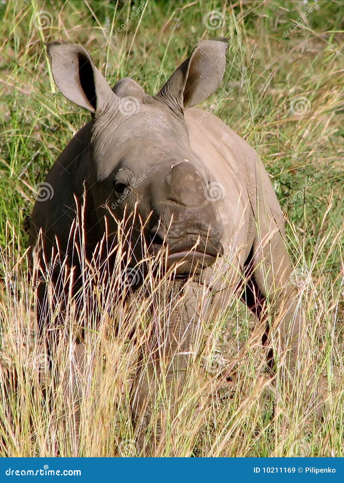 Small rhinoceros stock image. Image of savanna, species - 10211169