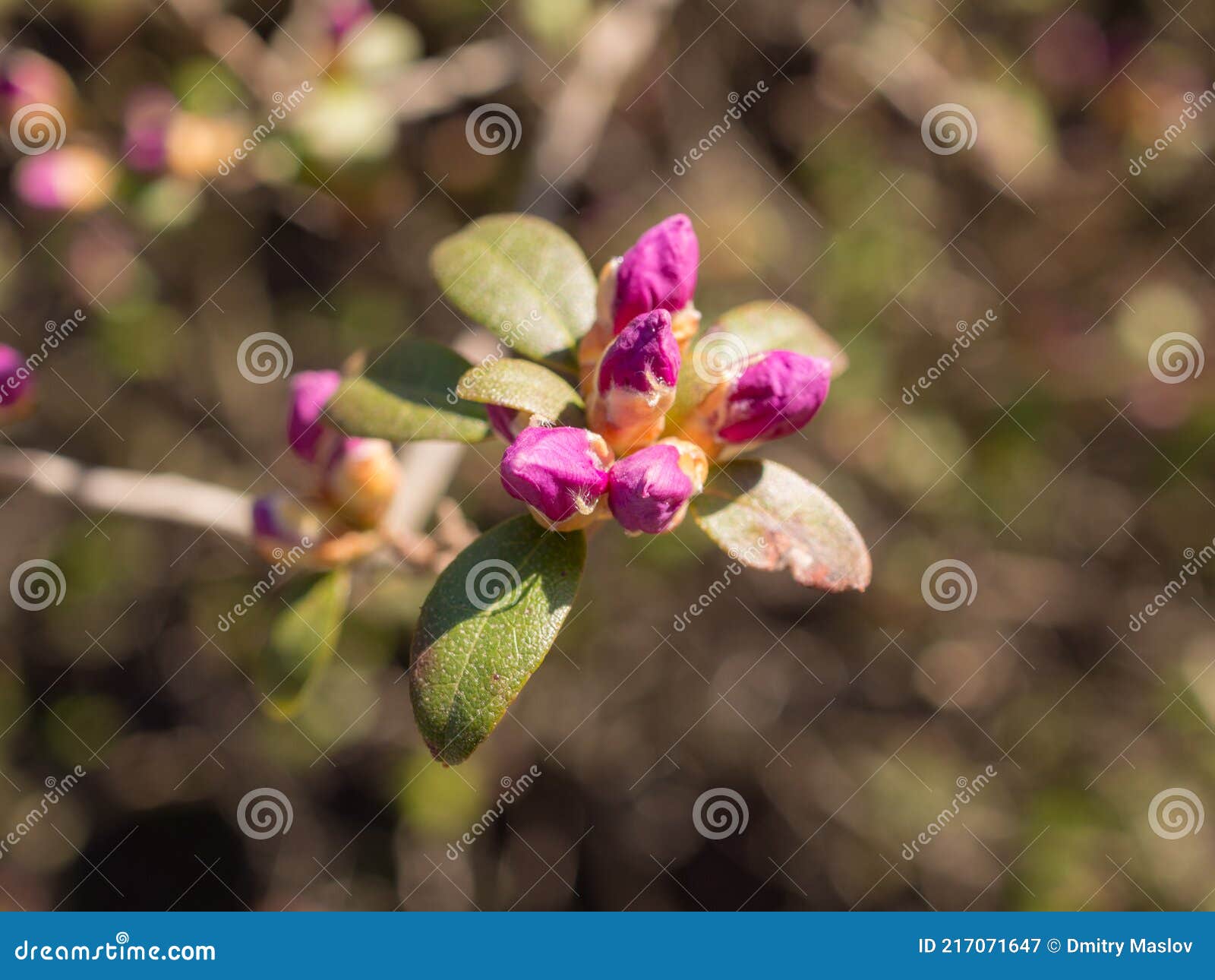 Small rhododendron flowers stock image. Image of bush - 217071647
