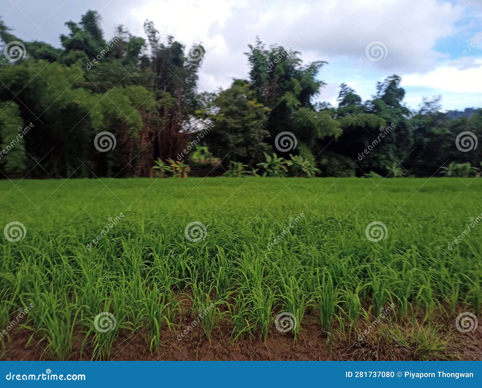 Small rice from farmer stock photo. Image of rice, small - 281737080