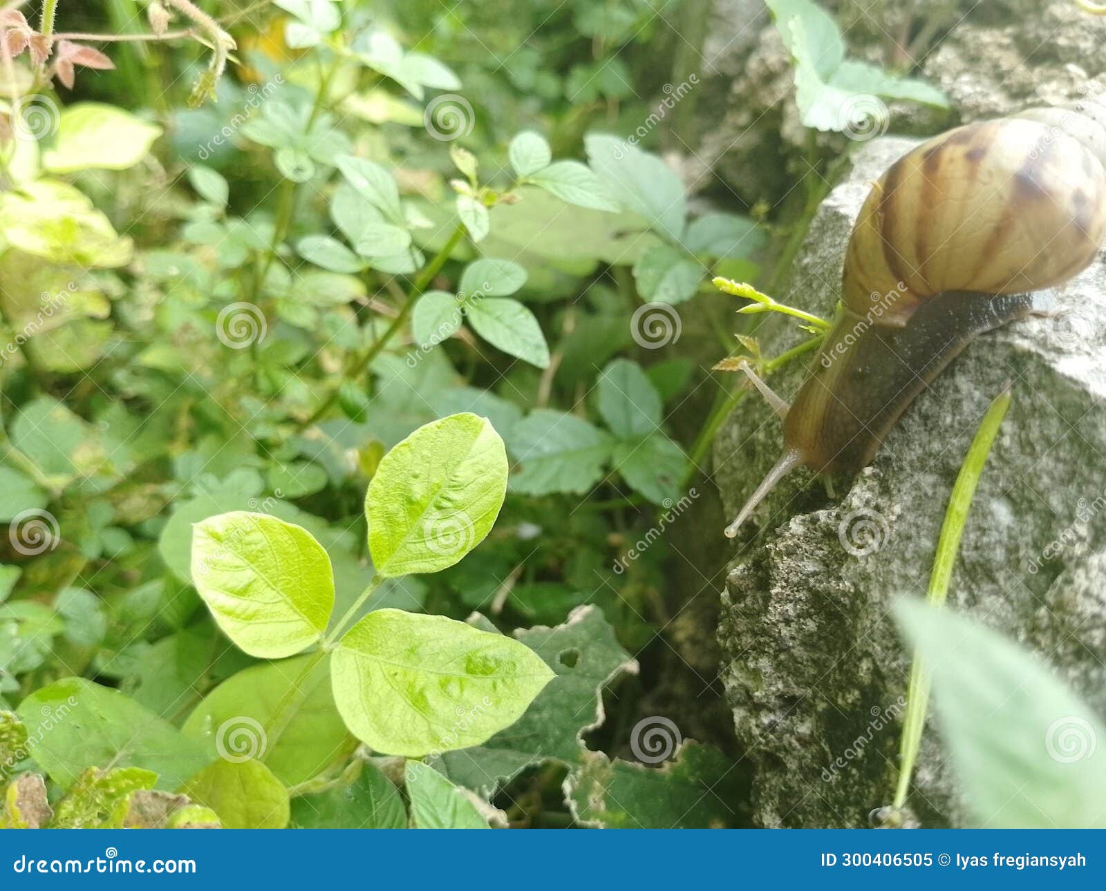 Small rice field snail stock image. Image of snails - 300406505