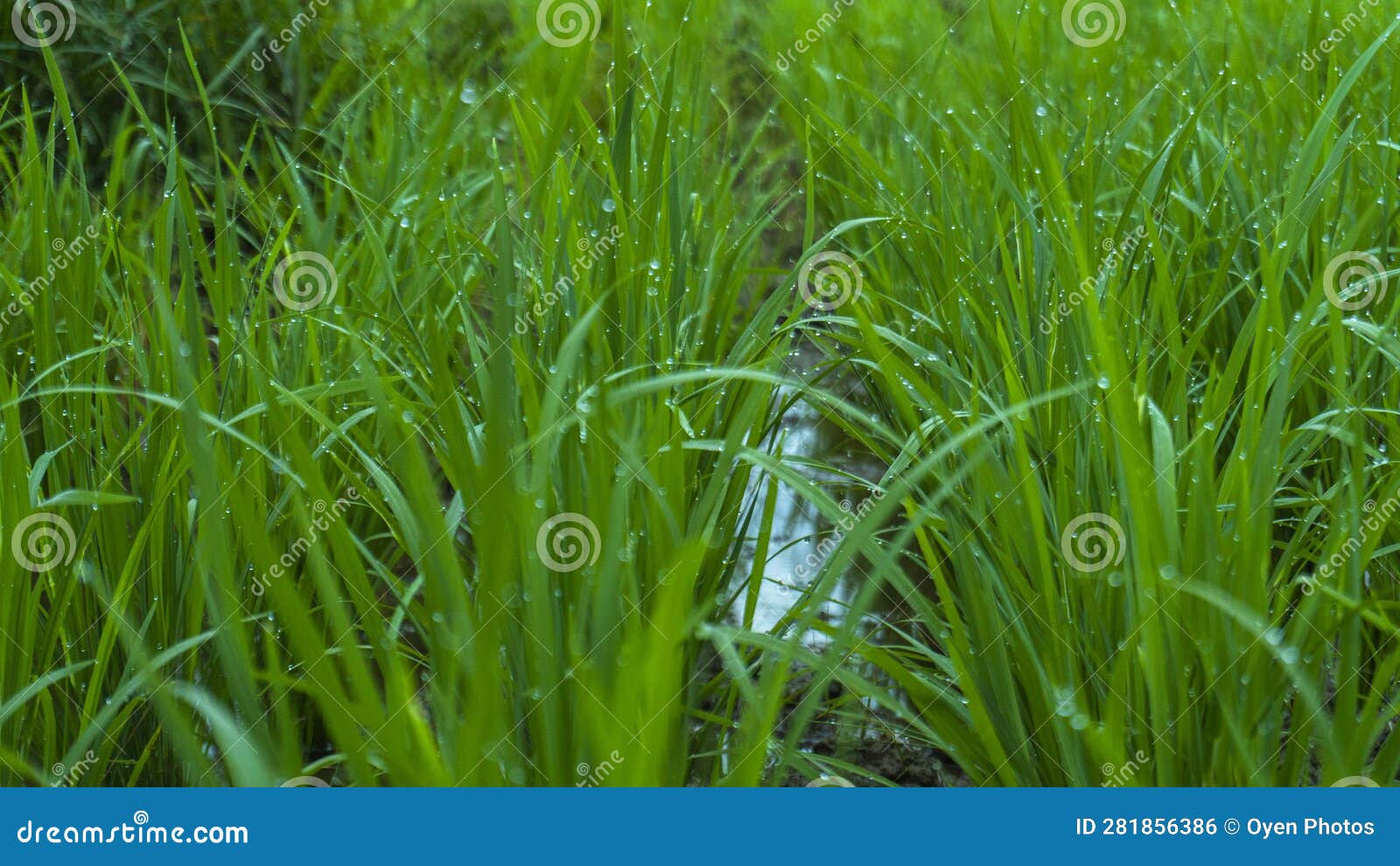 Small Rice Plants in the Rice Fields Stock Photo - Image of plant ...