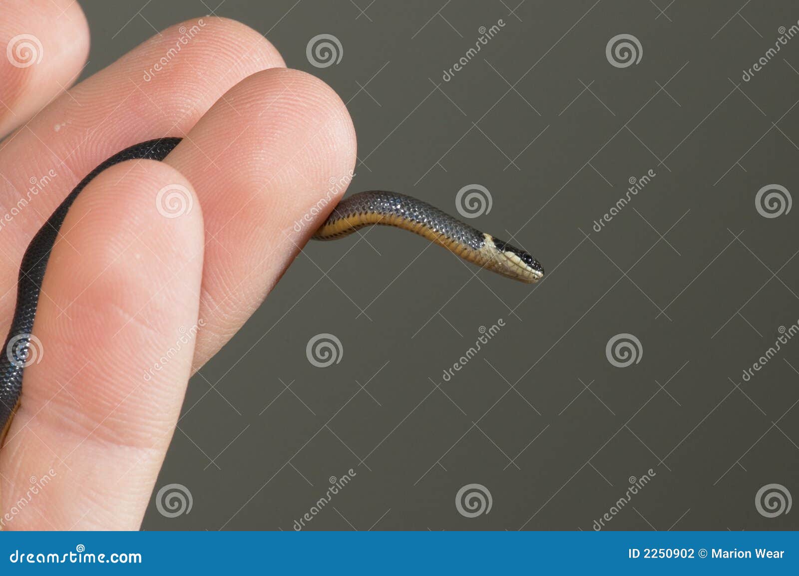 Small Ringneck Snake (Diadophi Stock Photo - Image of snake, crawls ...