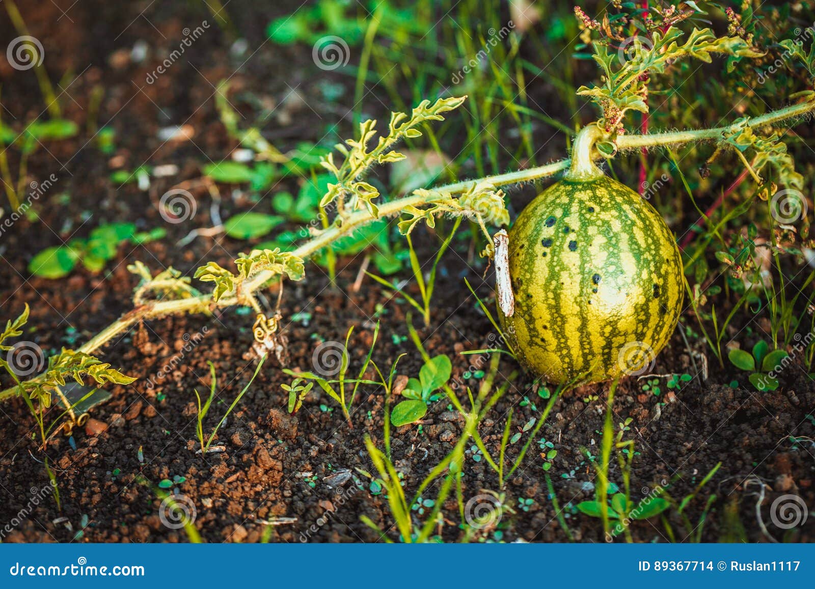 Small Ripe Striped Watermelon Growing in the Melon Fields Stock Photo ...