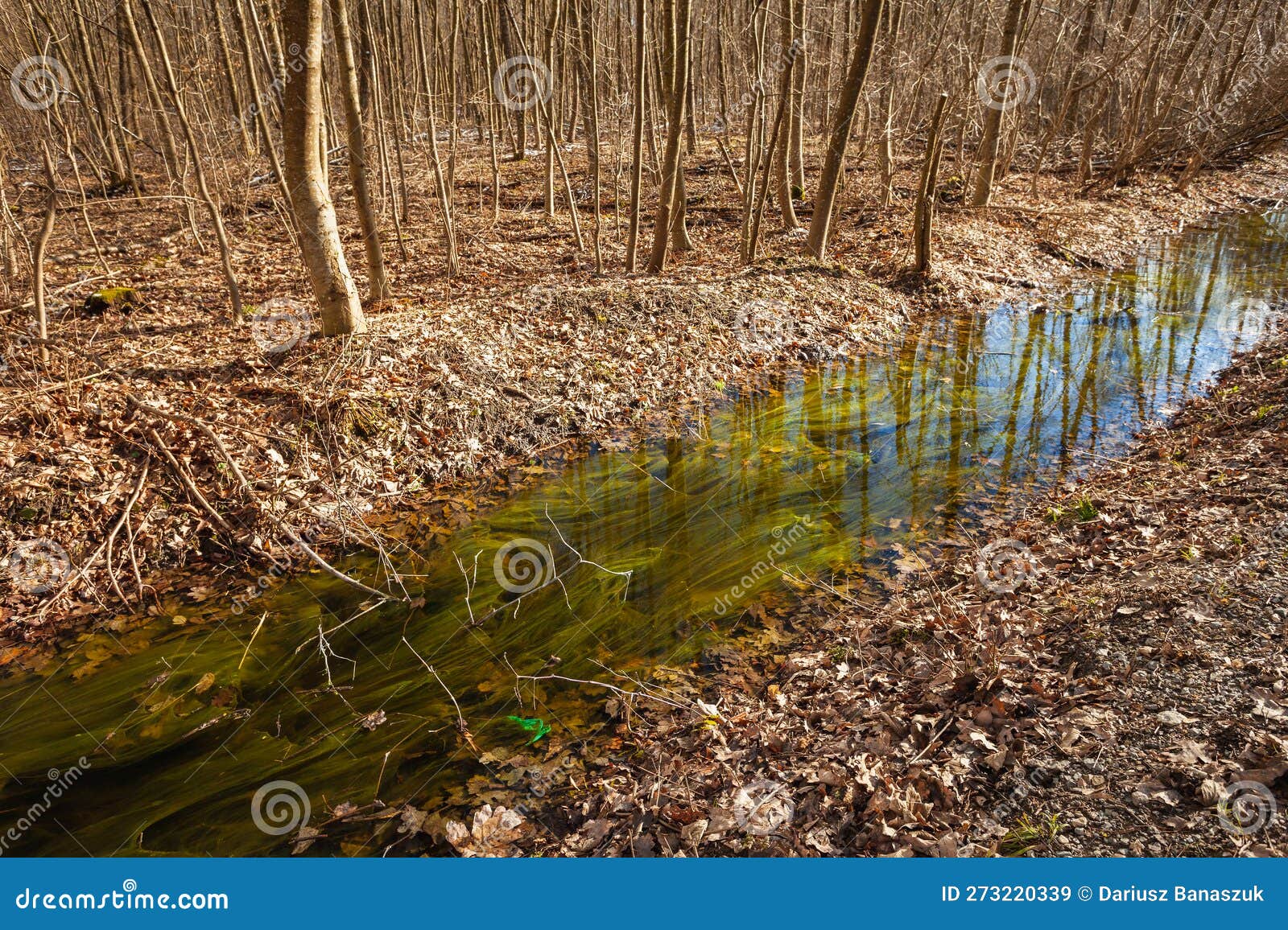 A Small River with Algae in the Forest Stock Image - Image of algae ...