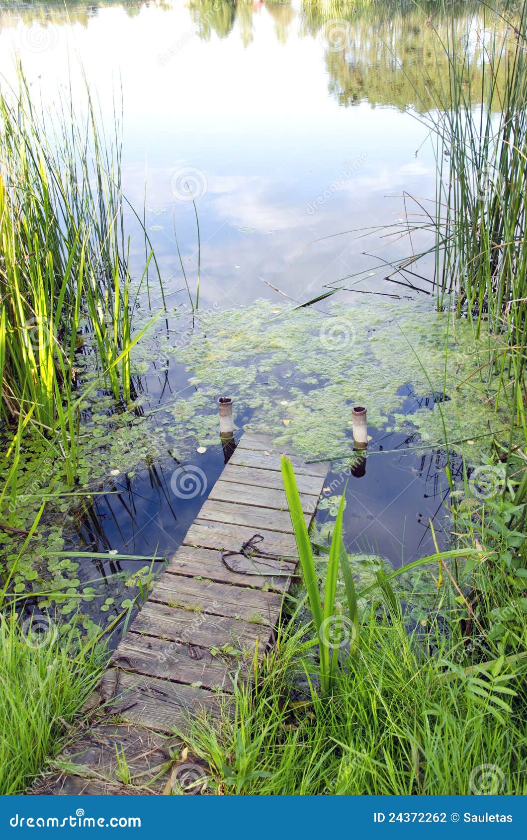 Small River Bridge. Natural Green Water Flora Stock Photo - Image of ...