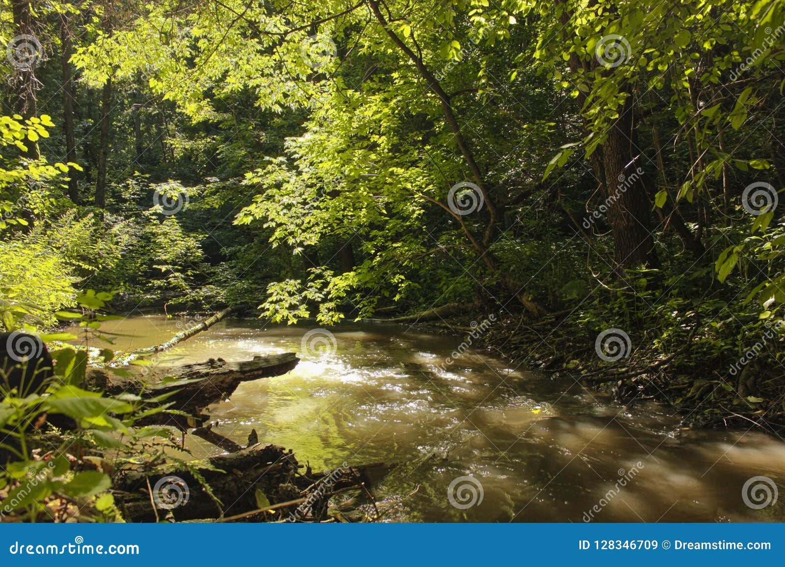 A Small River Flowing in the Thickets of Dense Forest. Stock Image ...
