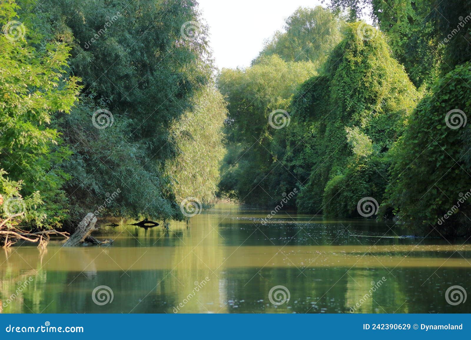 A Small River Channel in the Danube Delta Stock Image - Image of ...