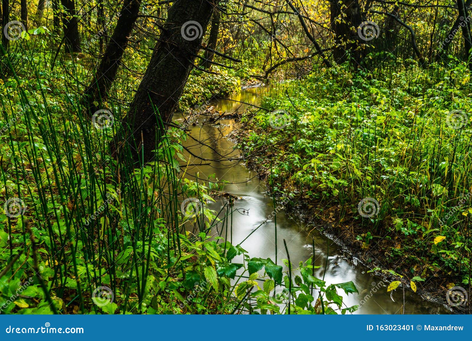 Small River in the Dark Forest Stock Image - Image of pond, nature ...