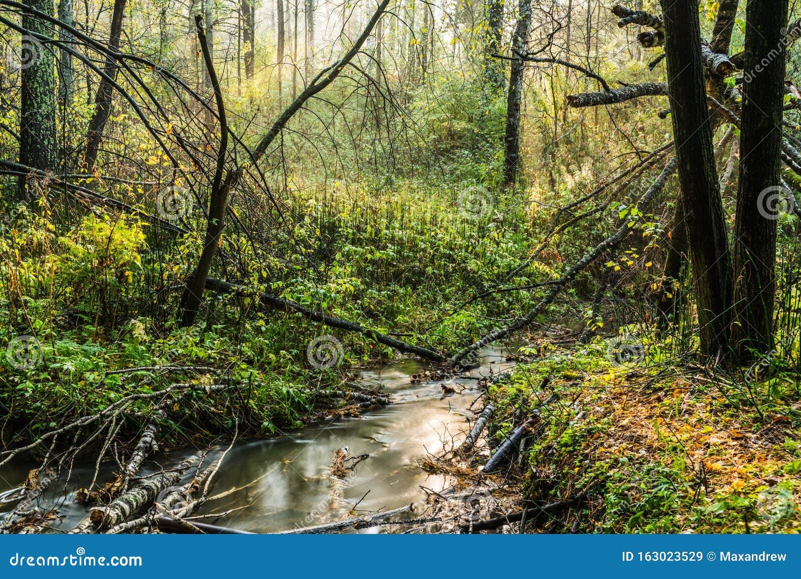 Small River in the Dark Forest Stock Image - Image of environment ...