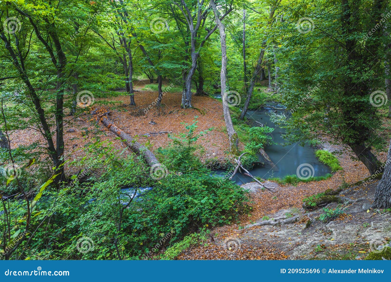 Small River in a Dense Forest in Autumn Stock Photo - Image of colorful ...