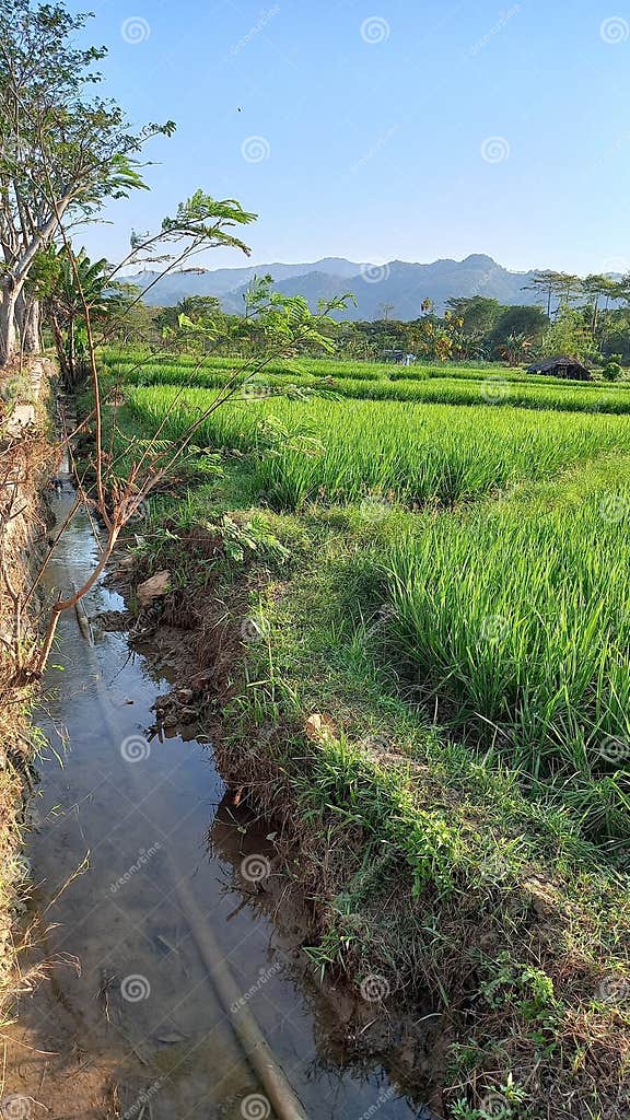 The Small River at the Edge of the Rice Fields Has Not yet Produced ...