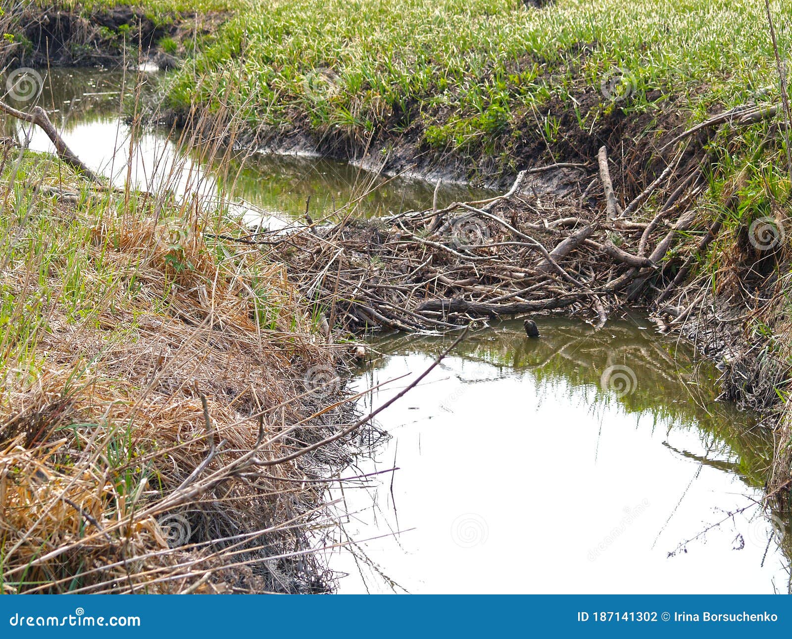 Small River Fenced by Beaver Dam Stock Photo - Image of construction ...