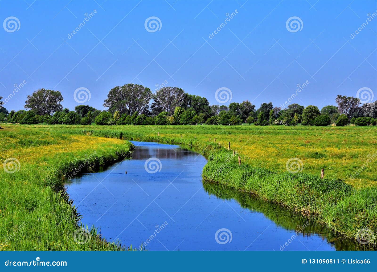 Small River and Fields with Green Grass, Yellow Dandelions and Trees ...