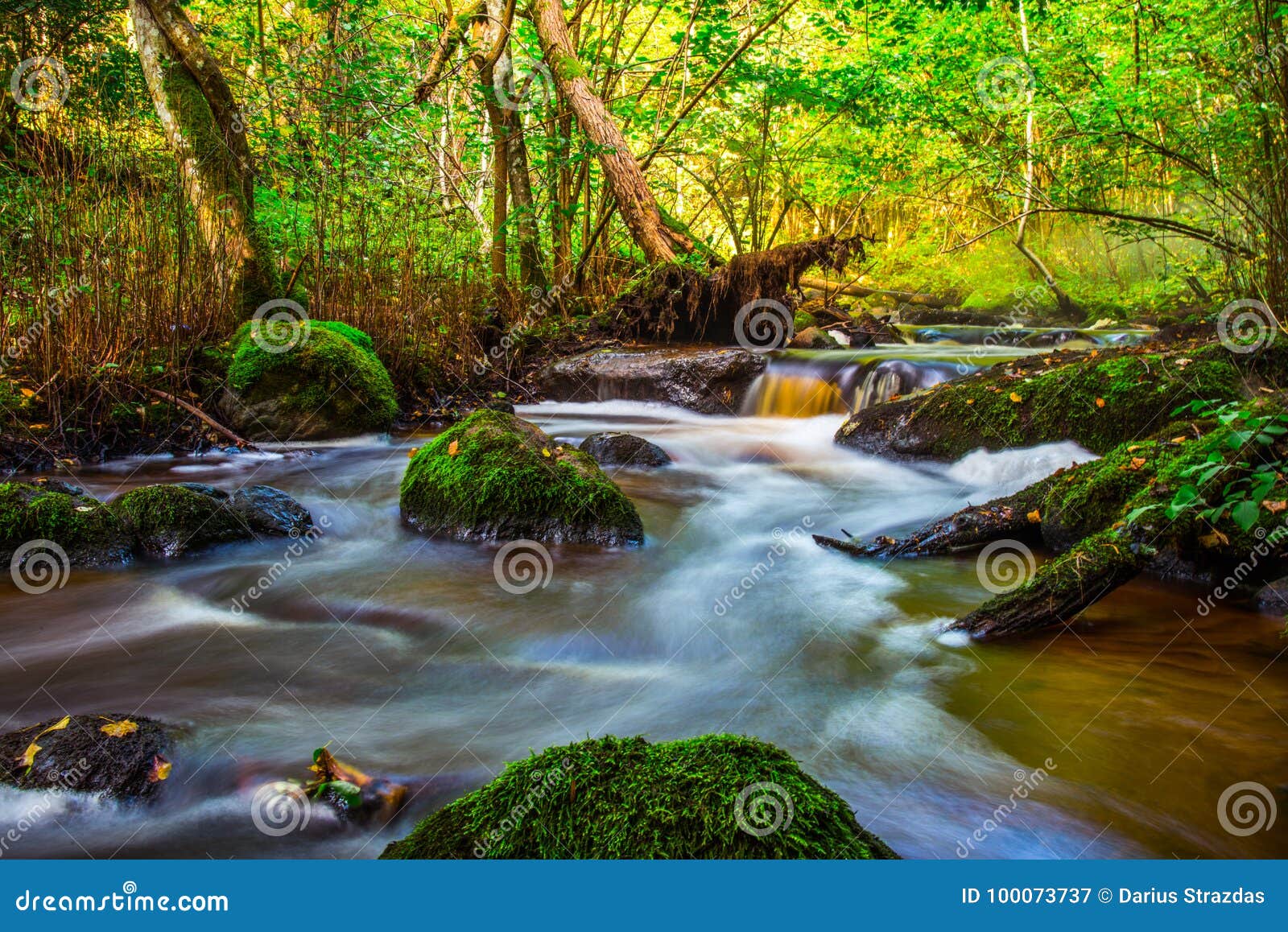 Small river flow in forest stock image. Image of foliage - 100073737