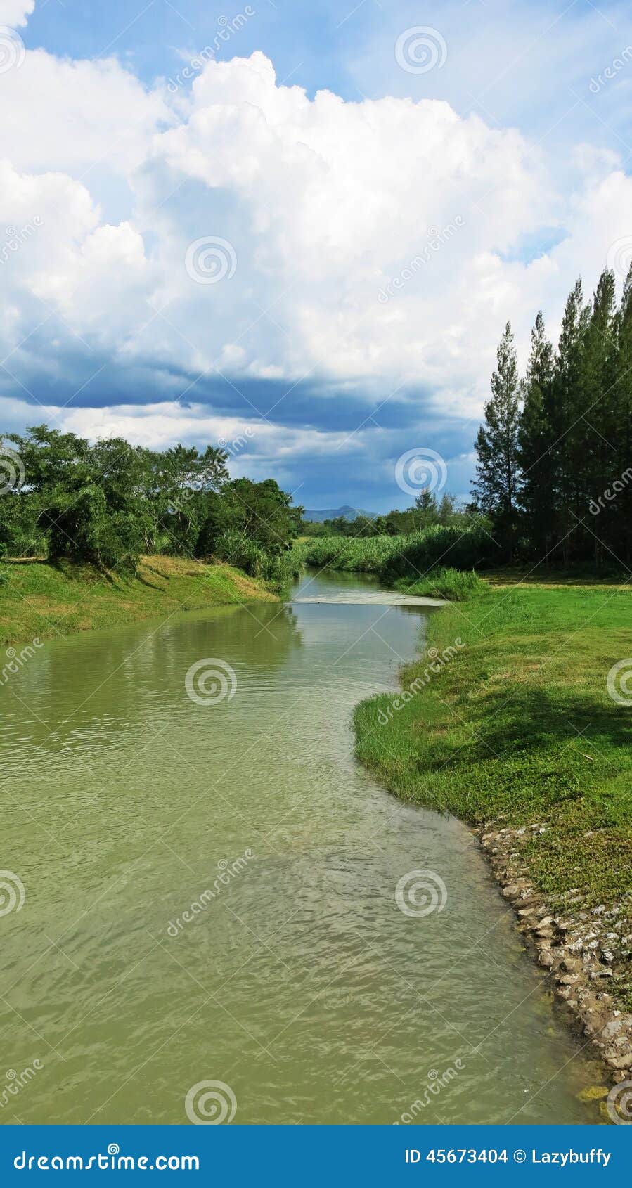 Small River Flow through the Land of Green Field and High Trees Stock ...