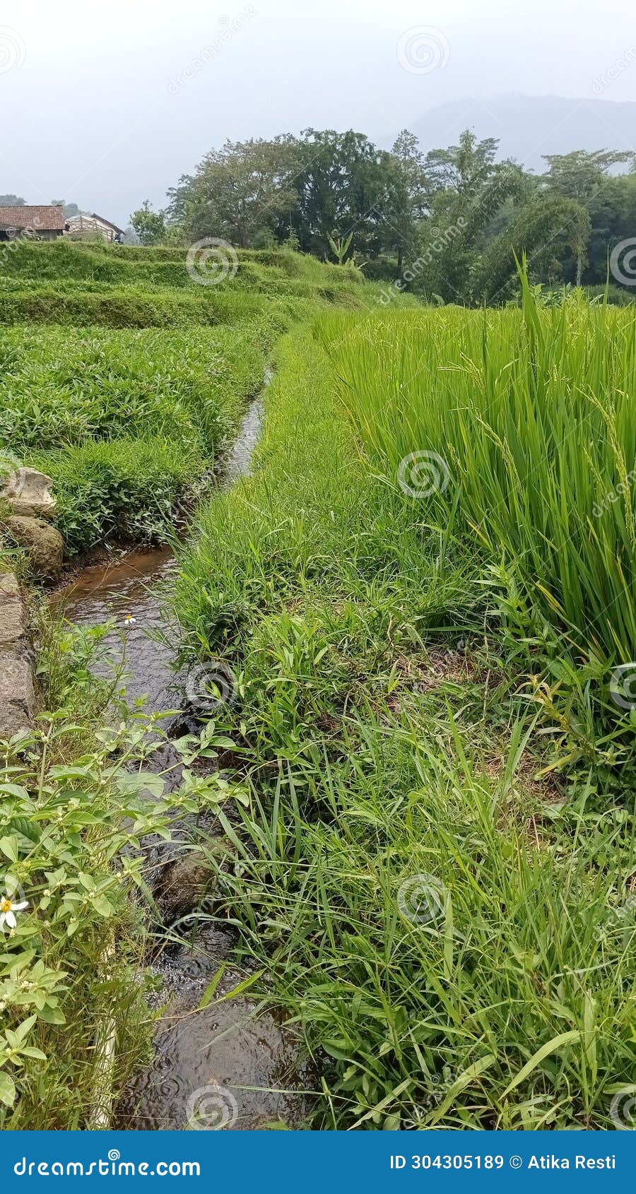 A Small River Flowing between Agricultural Fields Stock Image - Image ...
