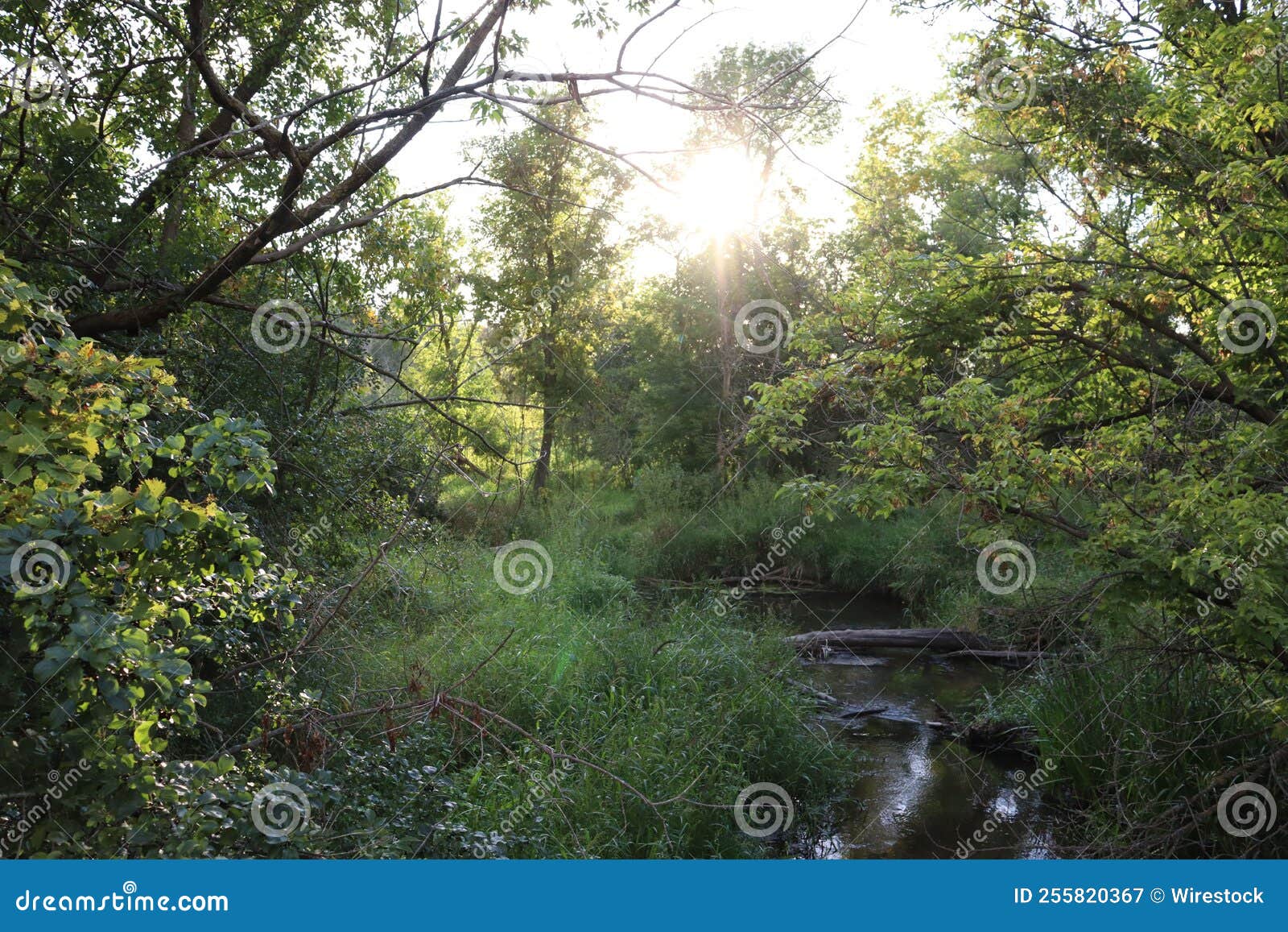 Small River Flowing through a Forest Stock Image - Image of green ...