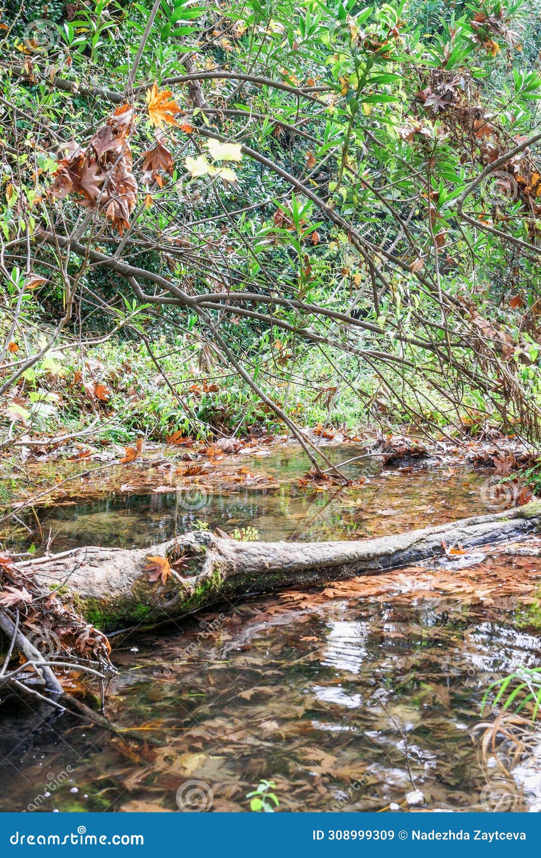 Small River Flowing through a Forest with Fallen Leaves and Branches in ...