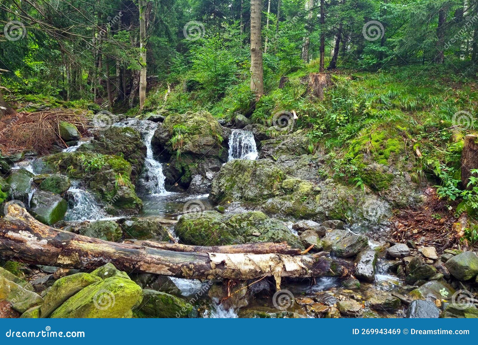 A Small River Flows Over the Rocks in the Green Forest. Stock Image ...