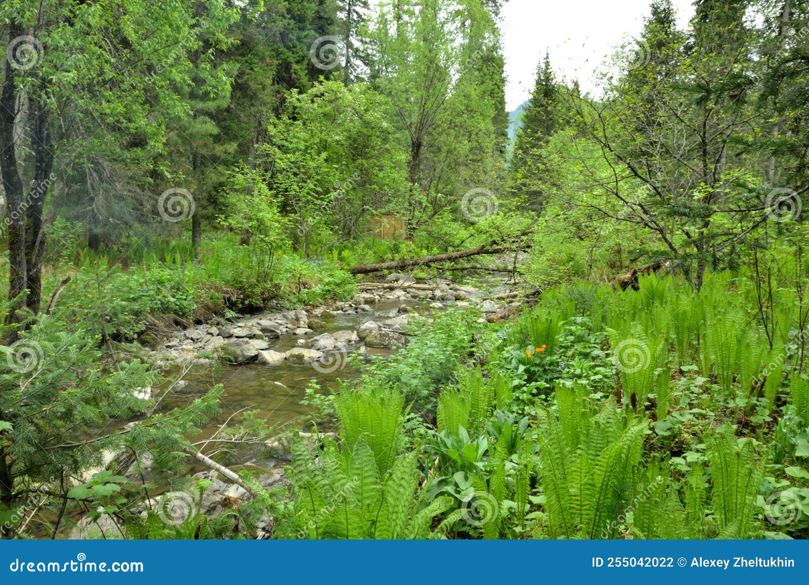 A Small River Flows in a Swift Stream from the Mountains through a ...