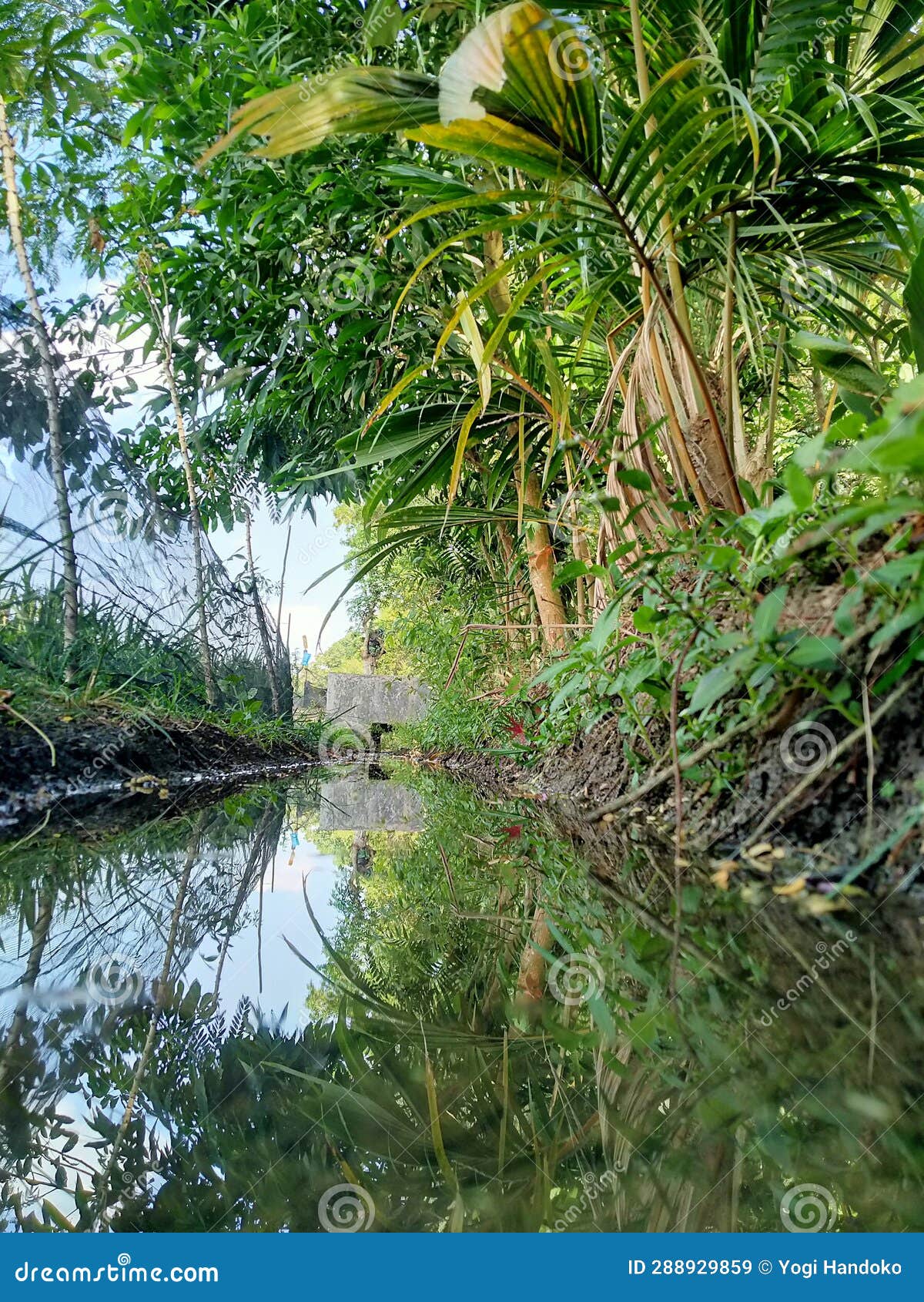 A Small River Flows Under the Trees Stock Image - Image of small, trees ...