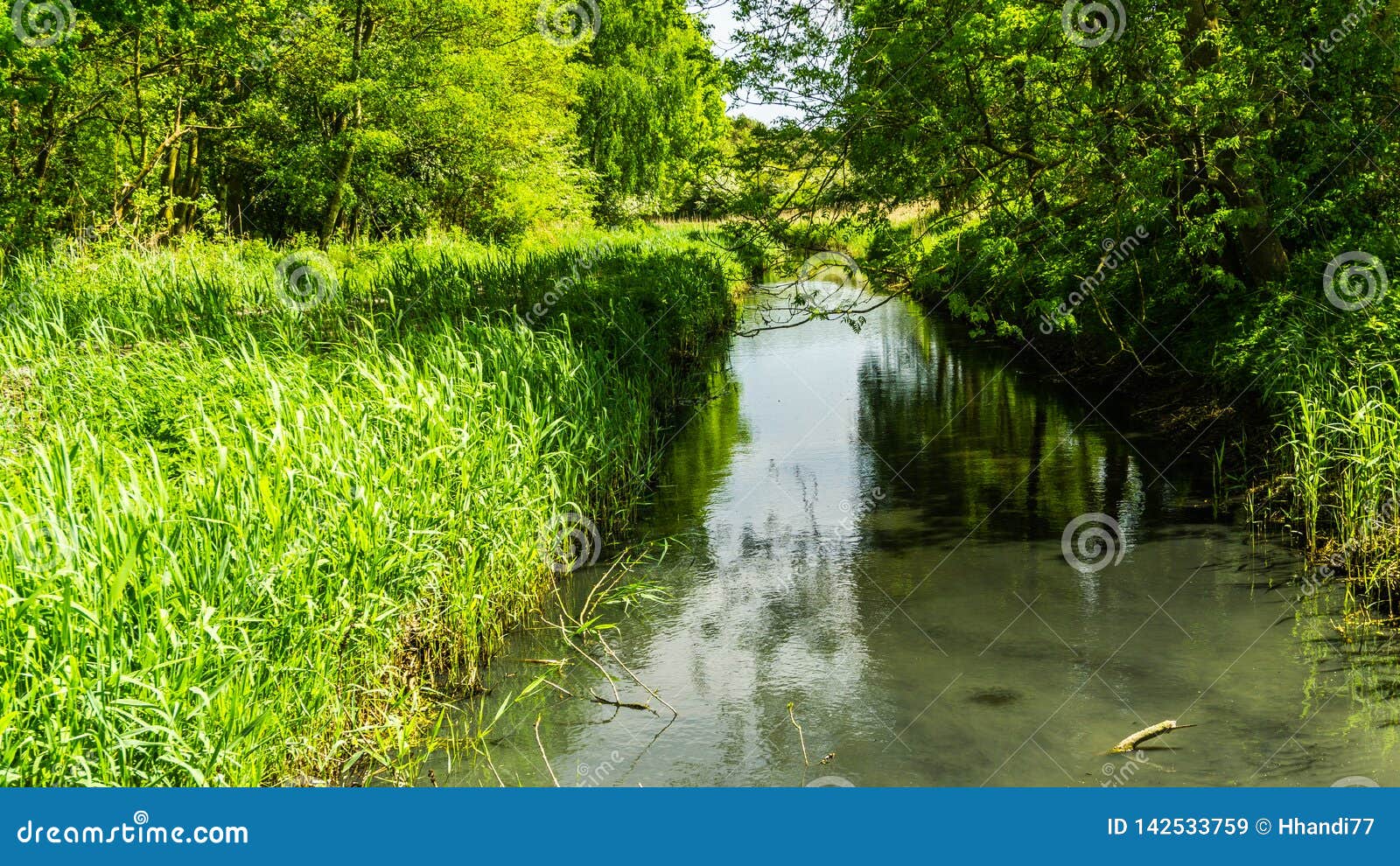 Small river in the forest stock image. Image of plant - 142533759