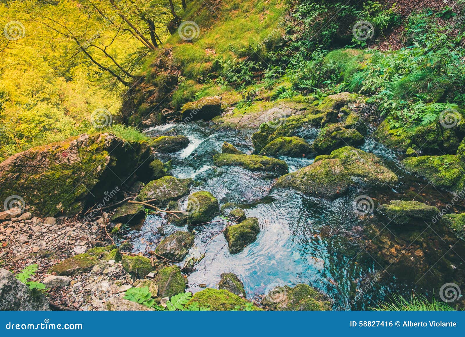 A Small river and forest stock photo. Image of nature - 58827416