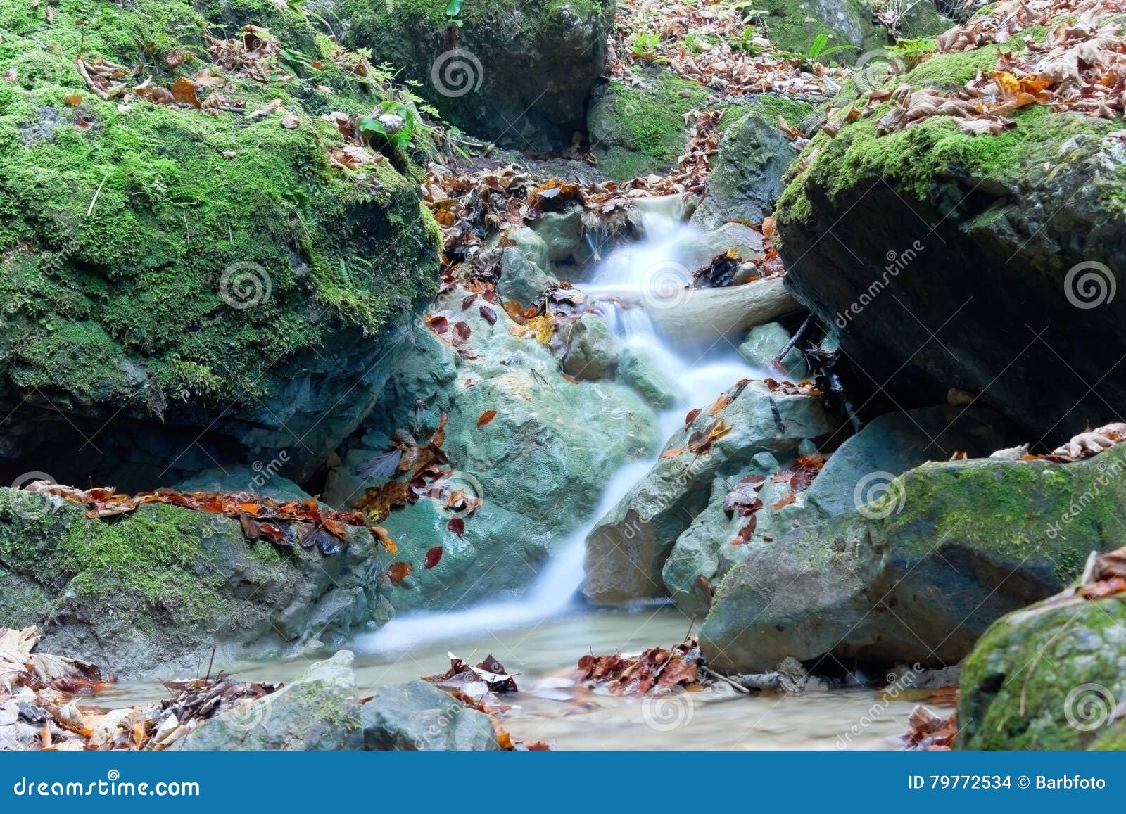 A small river in a forest stock photo. Image of river - 79772534