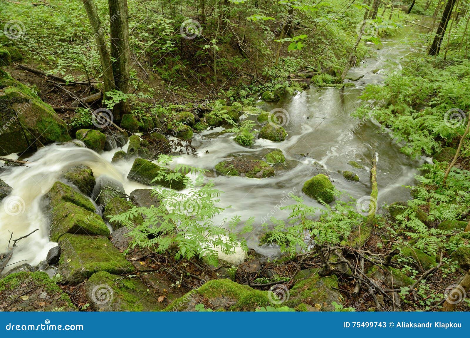 A Small River in the Forest. Stock Image - Image of grass, leaf: 75499743