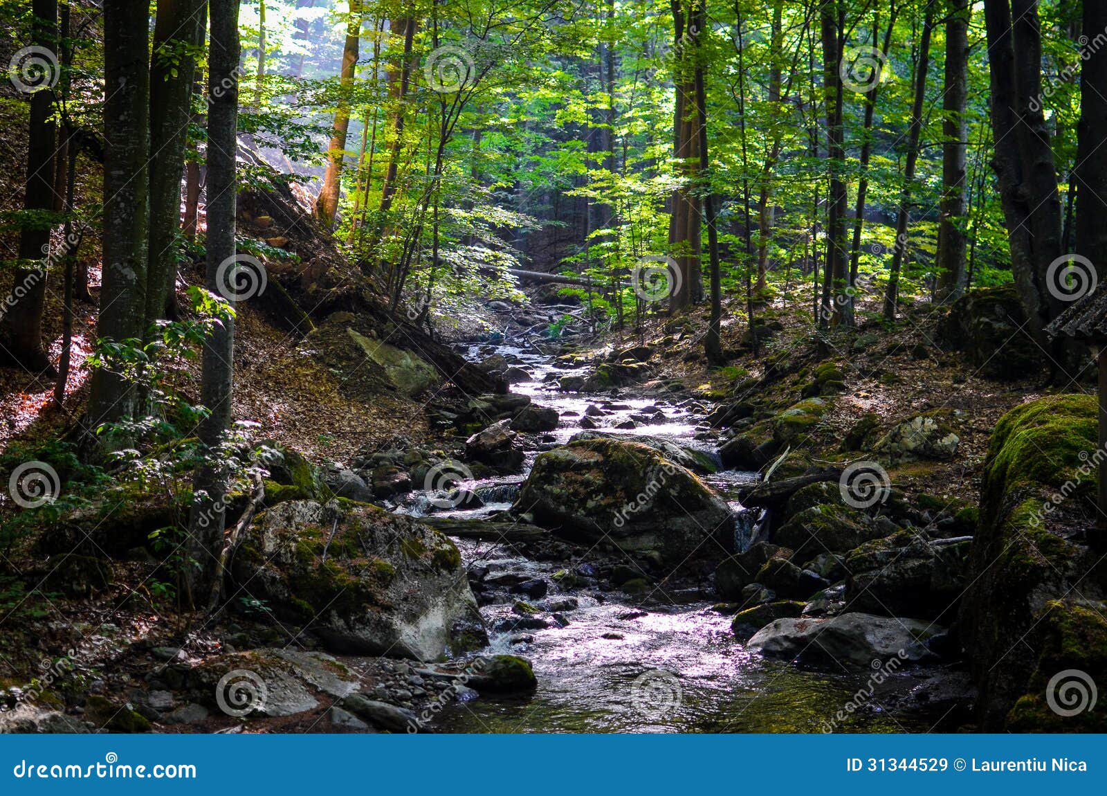 Small river in a forest stock image. Image of beech, hornbeam - 31344529