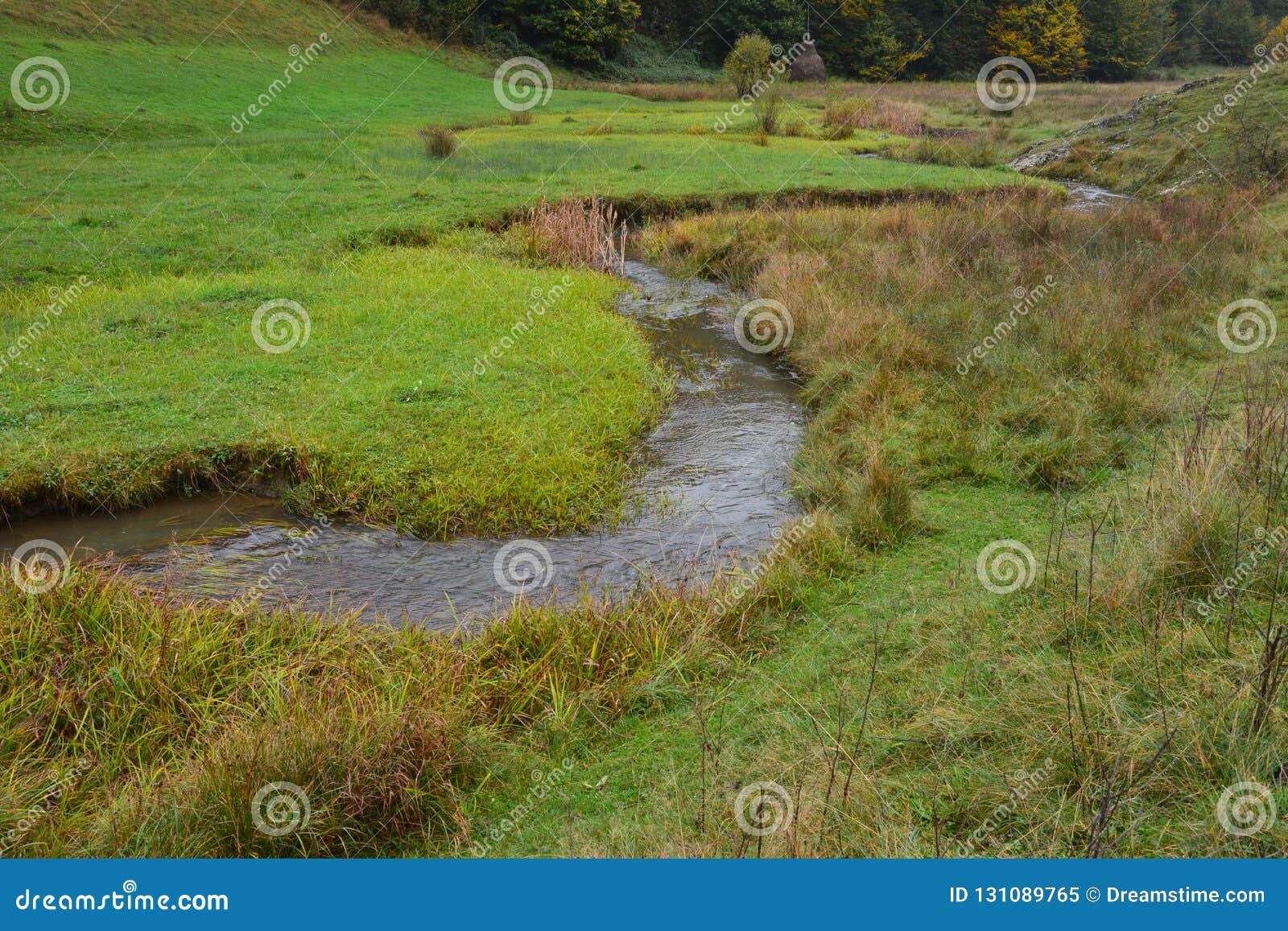 Small river in the forest stock image. Image of forest - 131089765