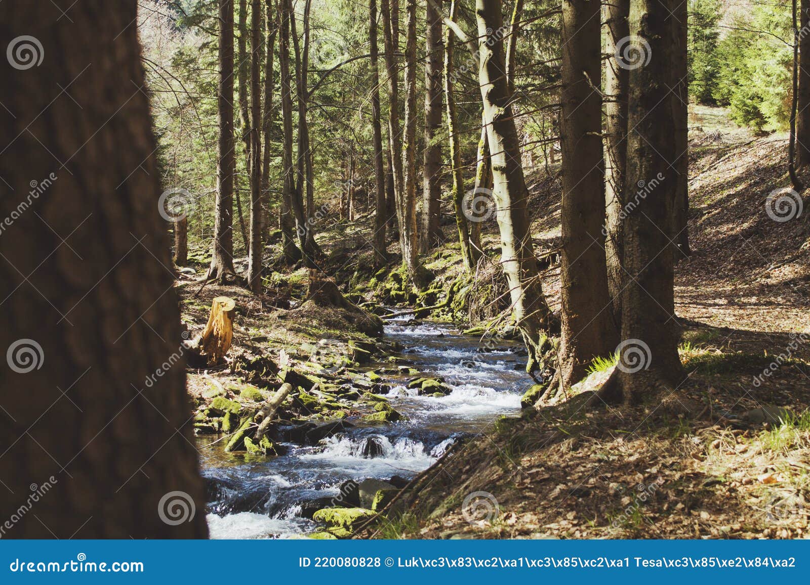 Small River through Forest with Rapids Stock Photo - Image of tree ...