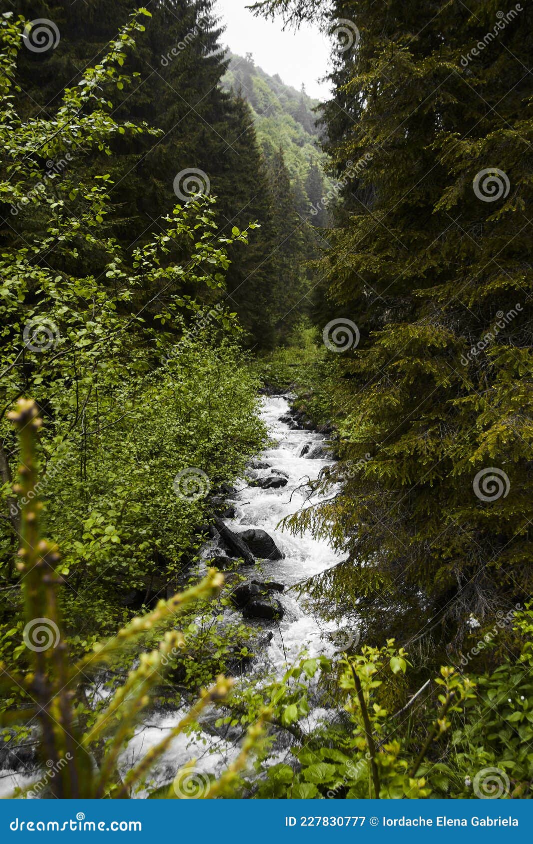 A small river in forest stock image. Image of falls - 227830777