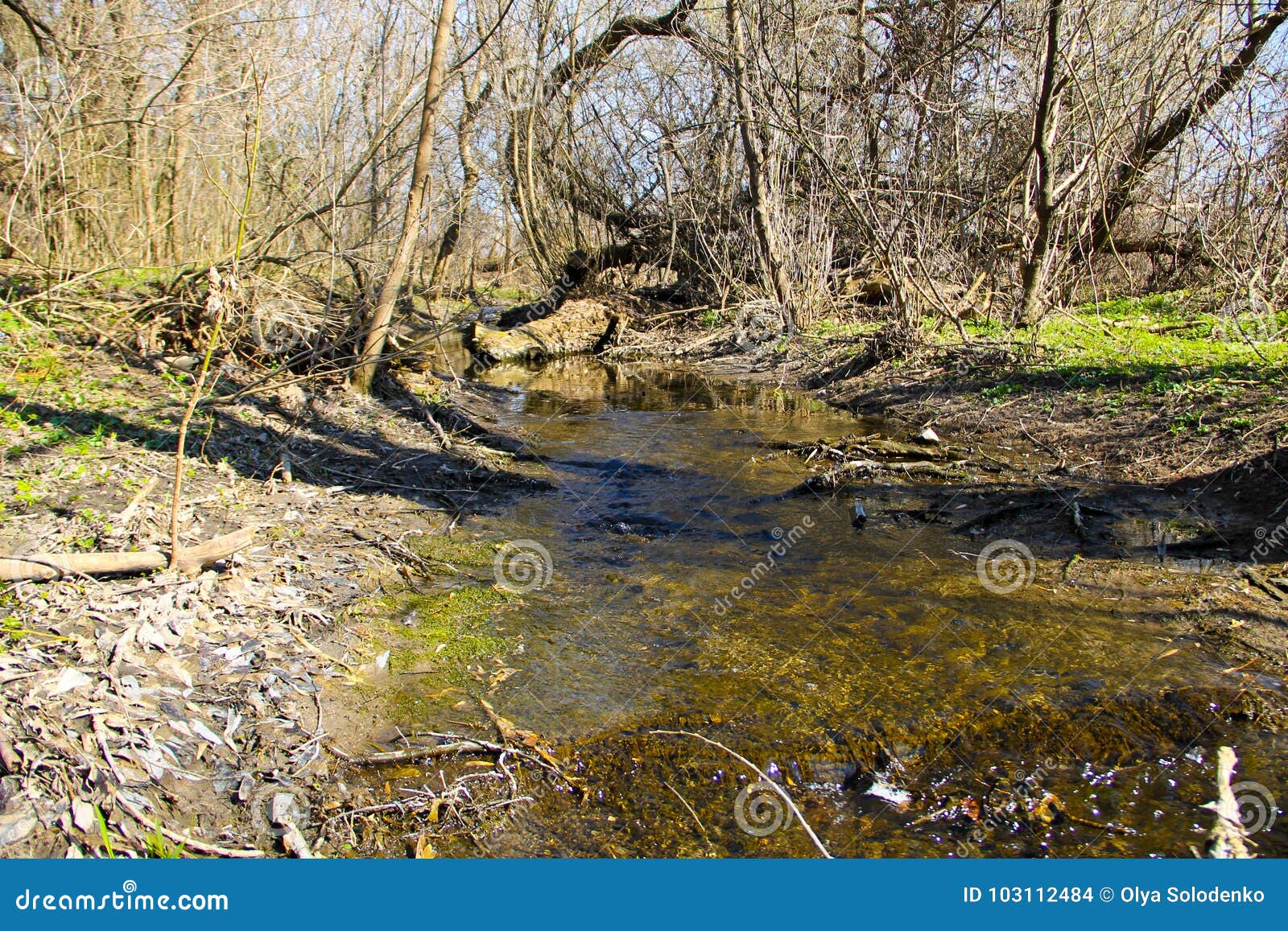 Small river in the forest stock photo. Image of beautiful - 103112484