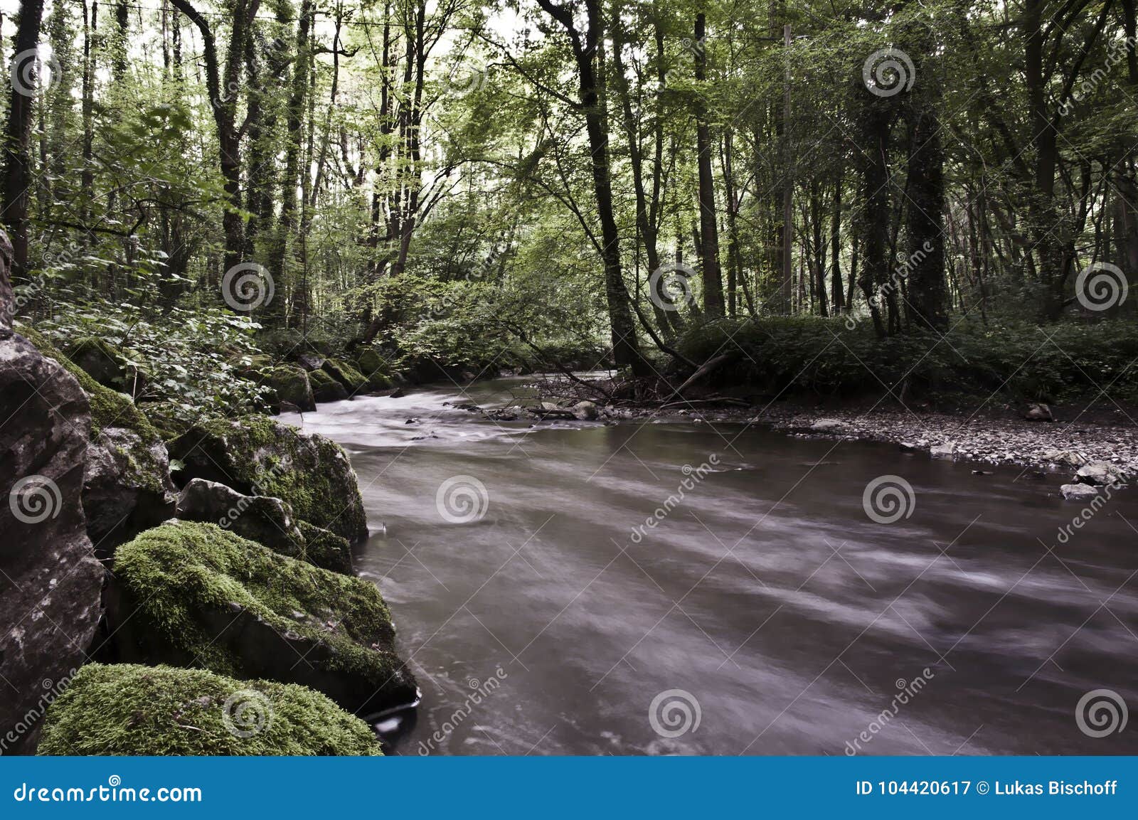 Small River through Forest stock image. Image of dramatic - 104420617