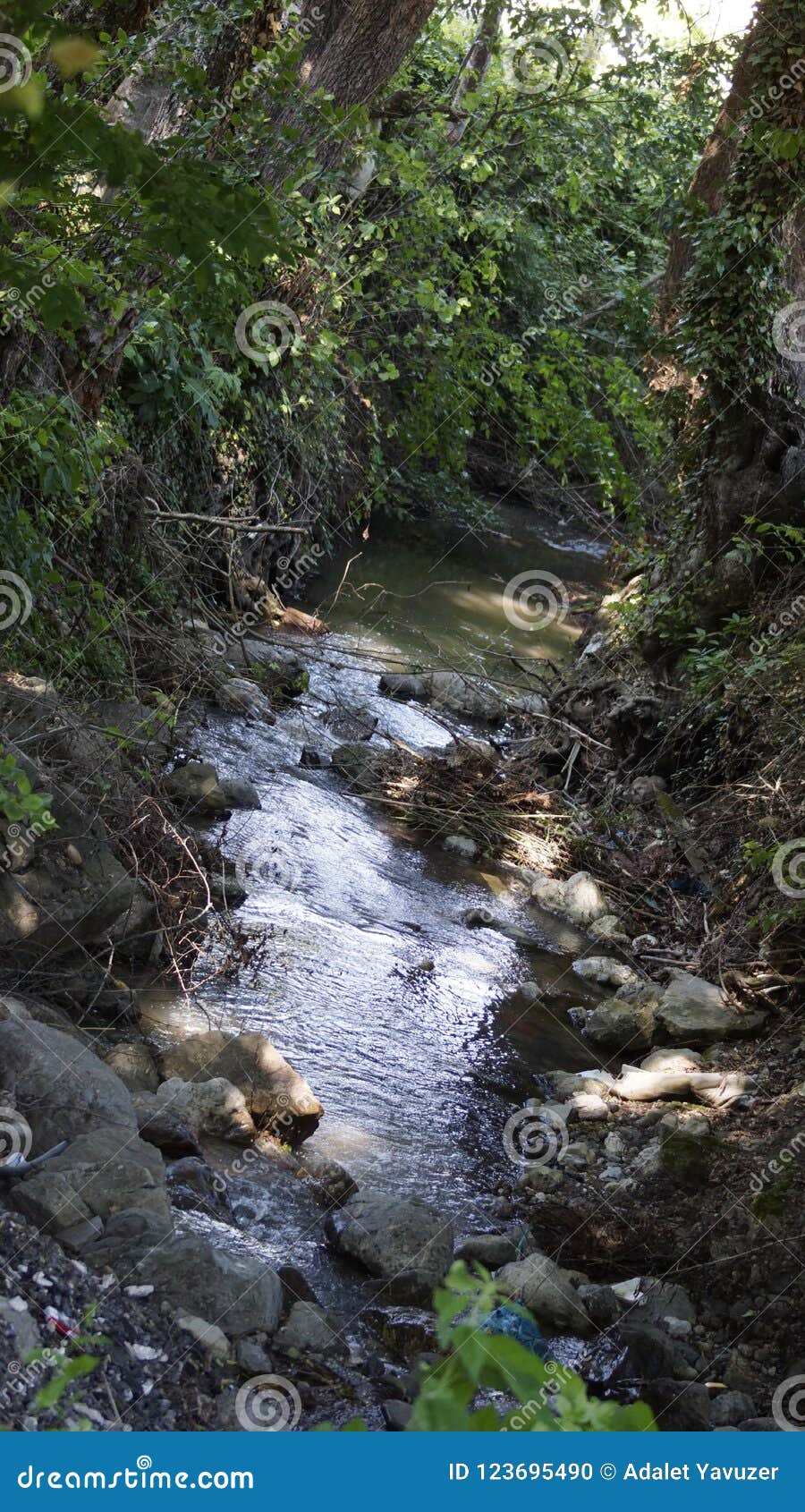 Small river in forest stock photo. Image of stream, running - 123695490