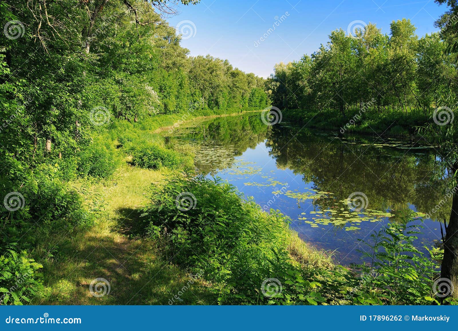 Small River in the Forest at Summer Stock Photo - Image of bush ...