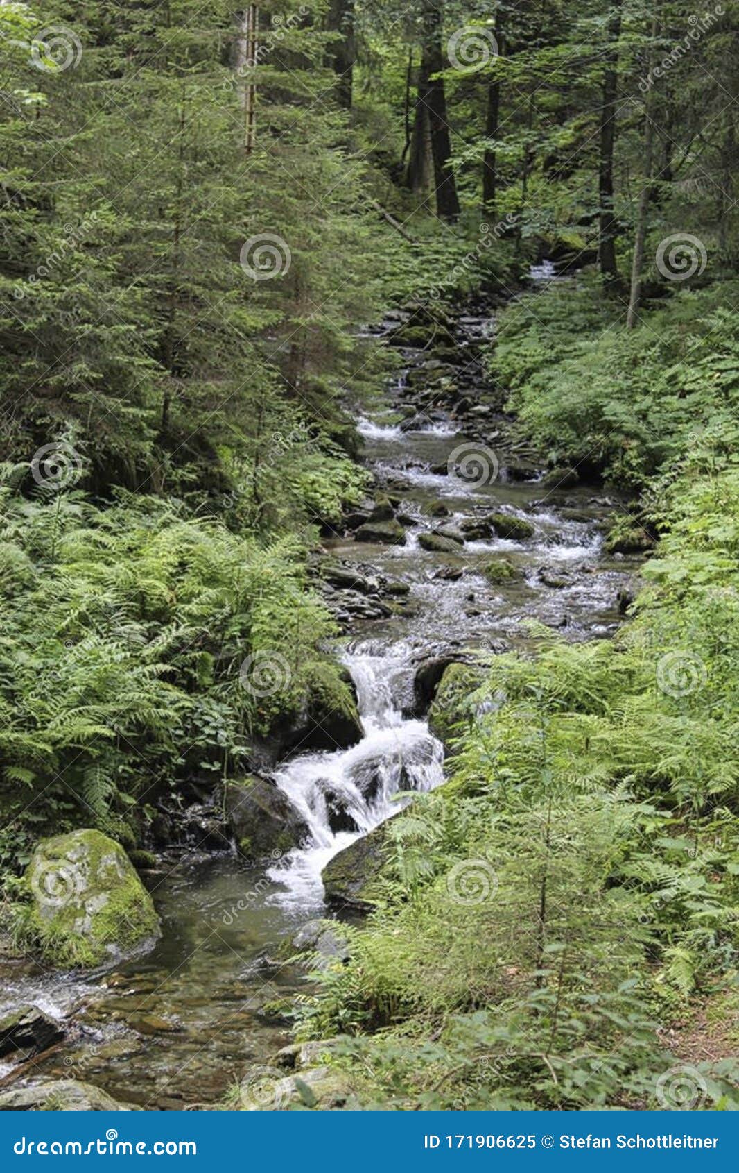 A Small River in the Forest Stock Image - Image of labels, coniferous ...