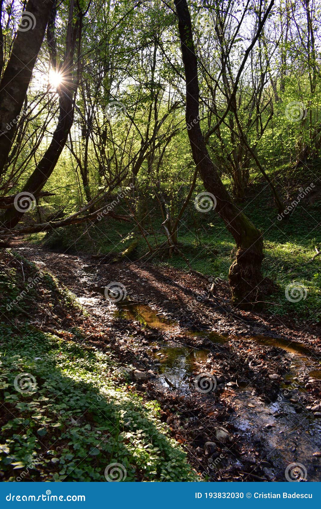 Small River through the Forest with Sunbeams in Spring Season Stock ...