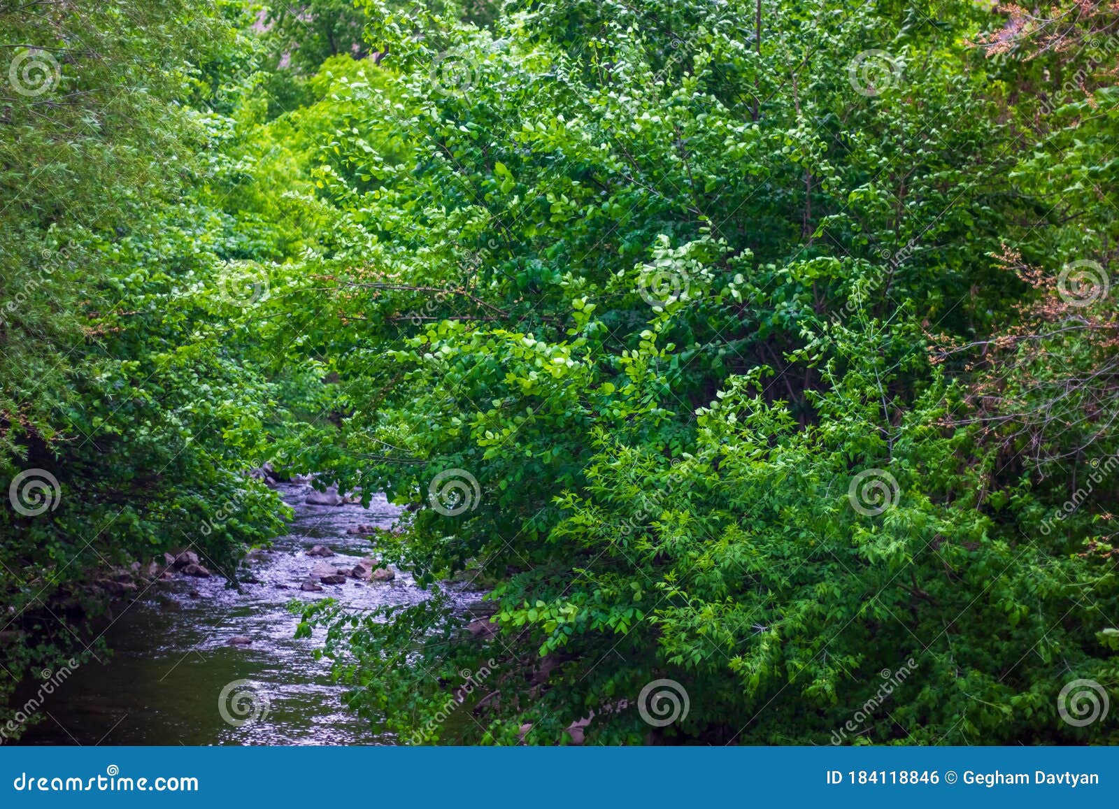 Small River in the Forest, Water Flowing into the River, Stream in the ...