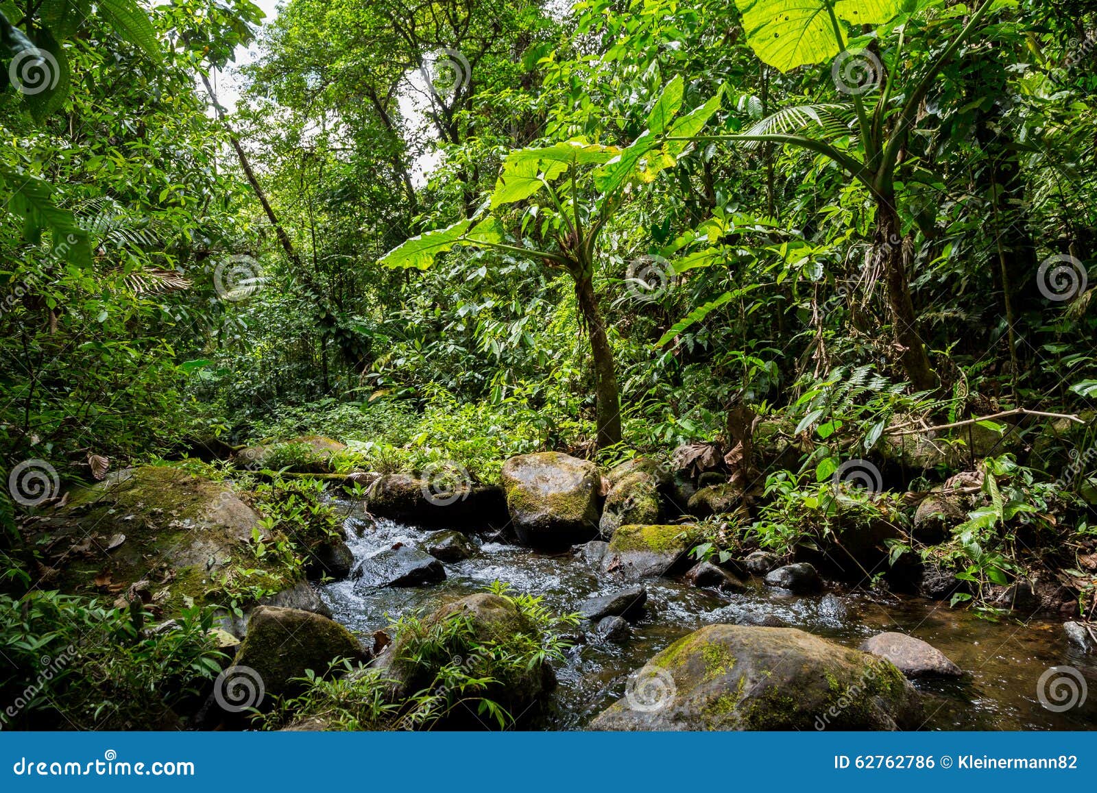 A Small River in the Green Dense Jungle Stock Photo - Image of forest ...