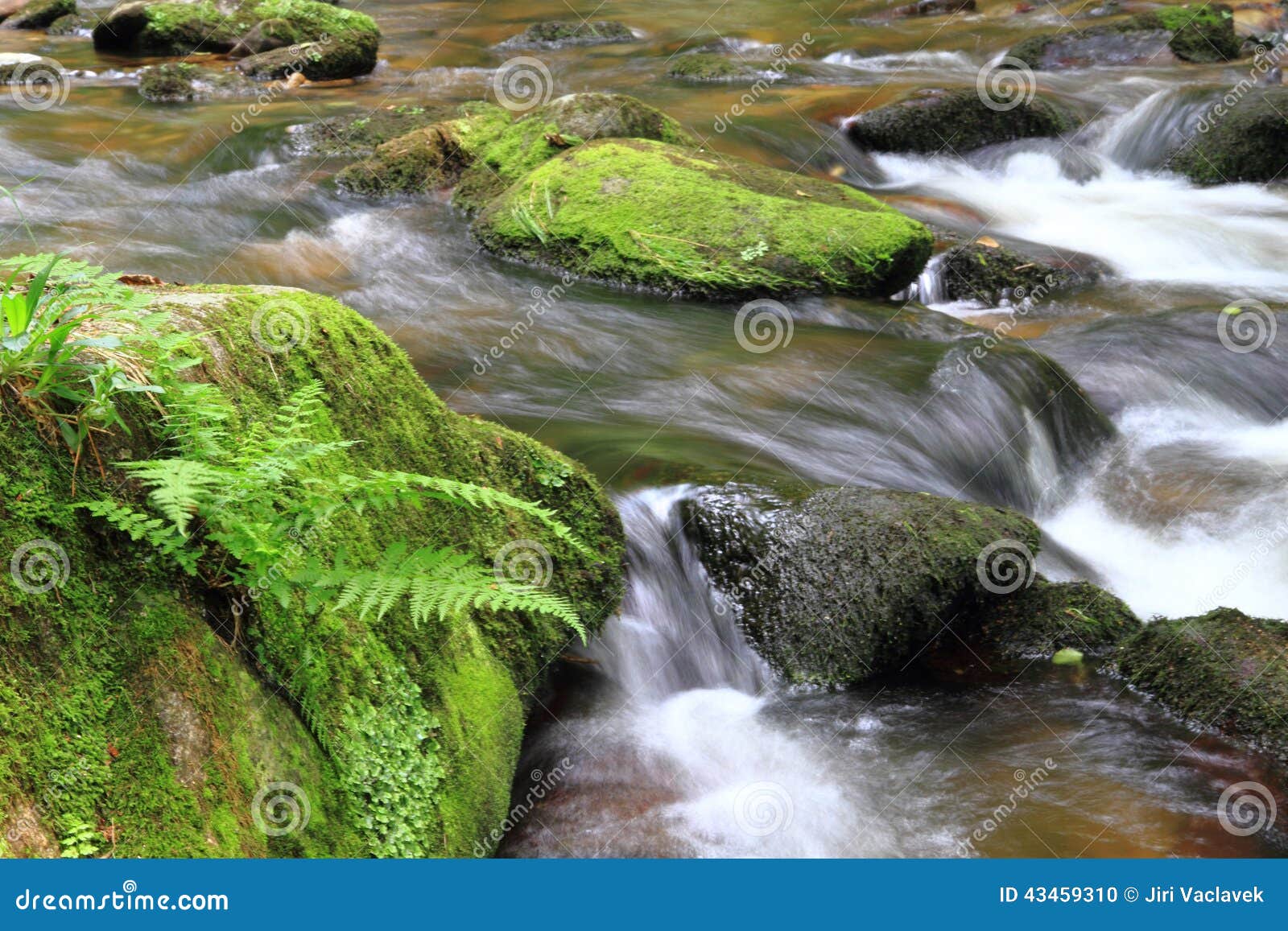 Small River in the Green Forest Stock Photo - Image of tree, water ...